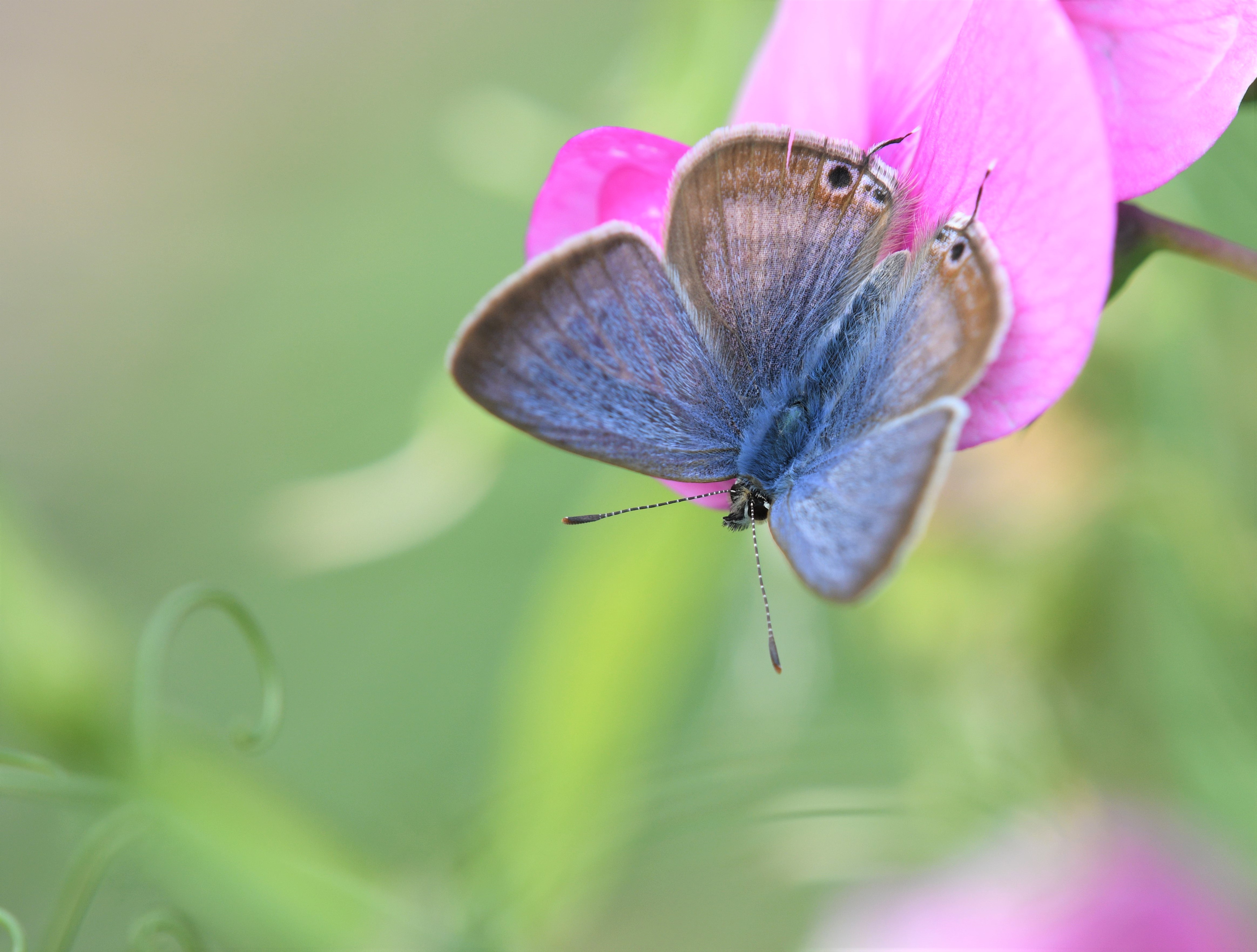 Details : Long-tailed Blue - BirdGuides