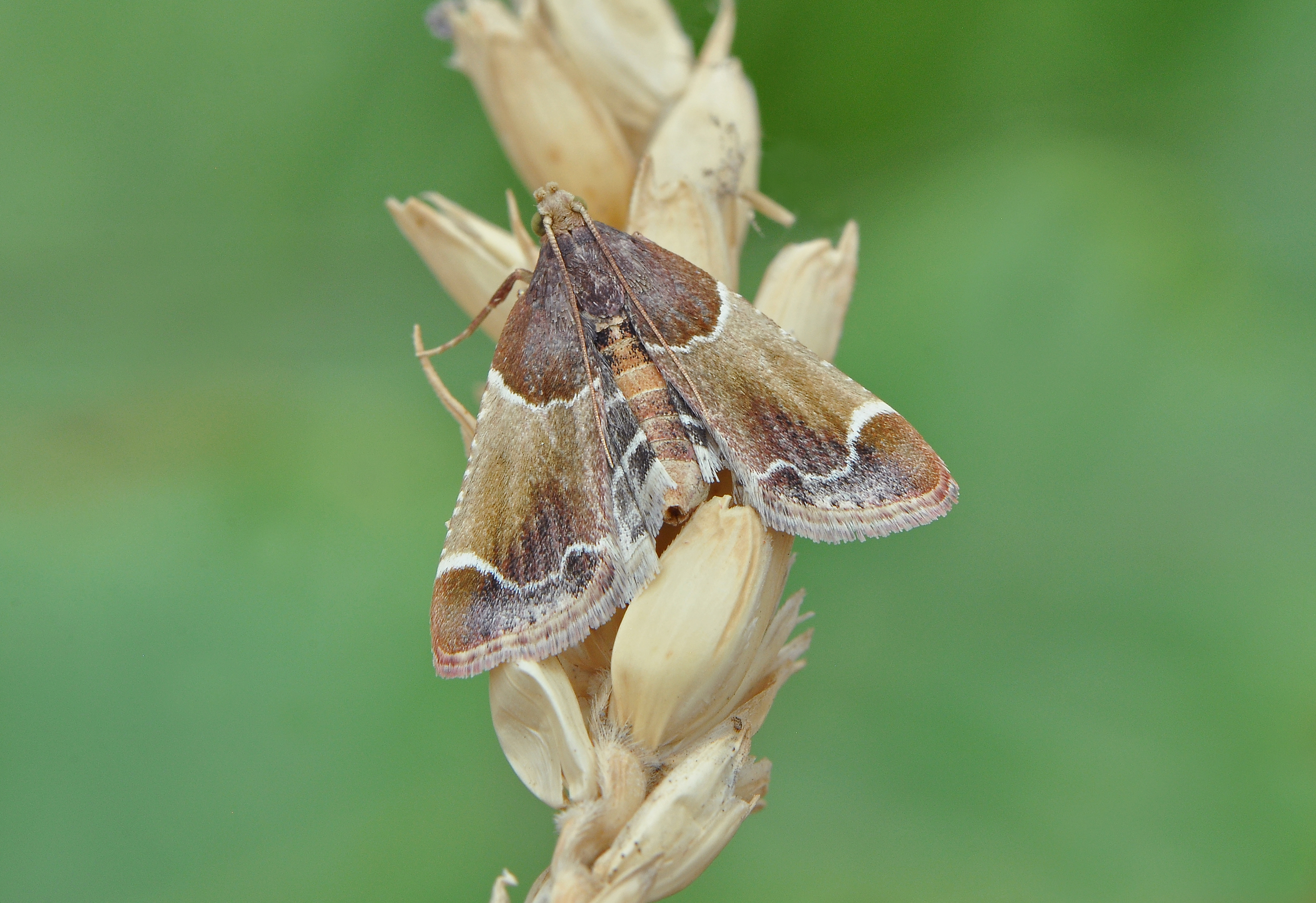 Details : Meal Moth - BirdGuides