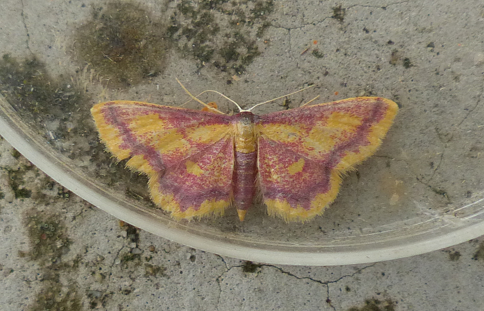 Details : Purple-bordered Gold - BirdGuides