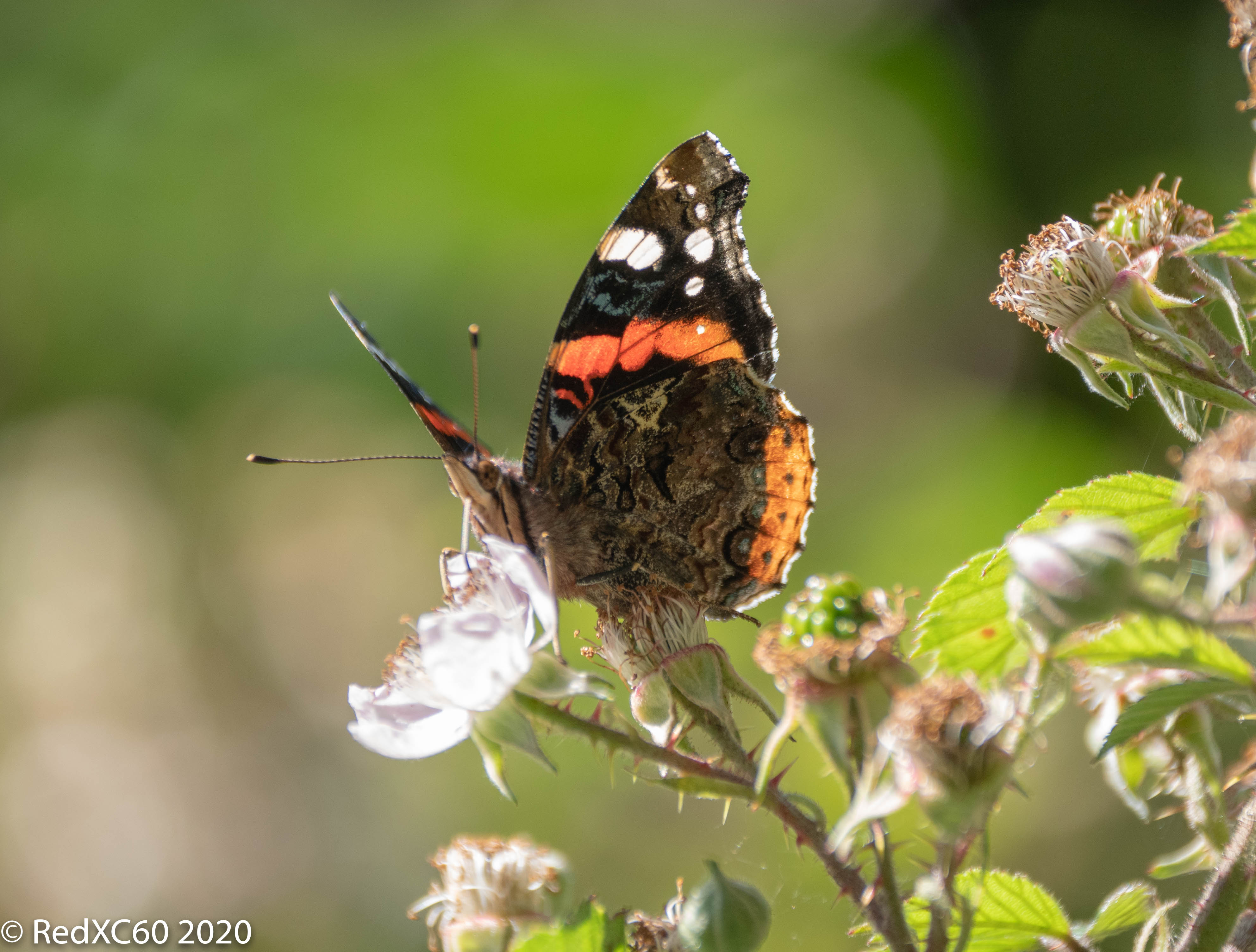 Red Admiral by PETER WRAGG - BirdGuides