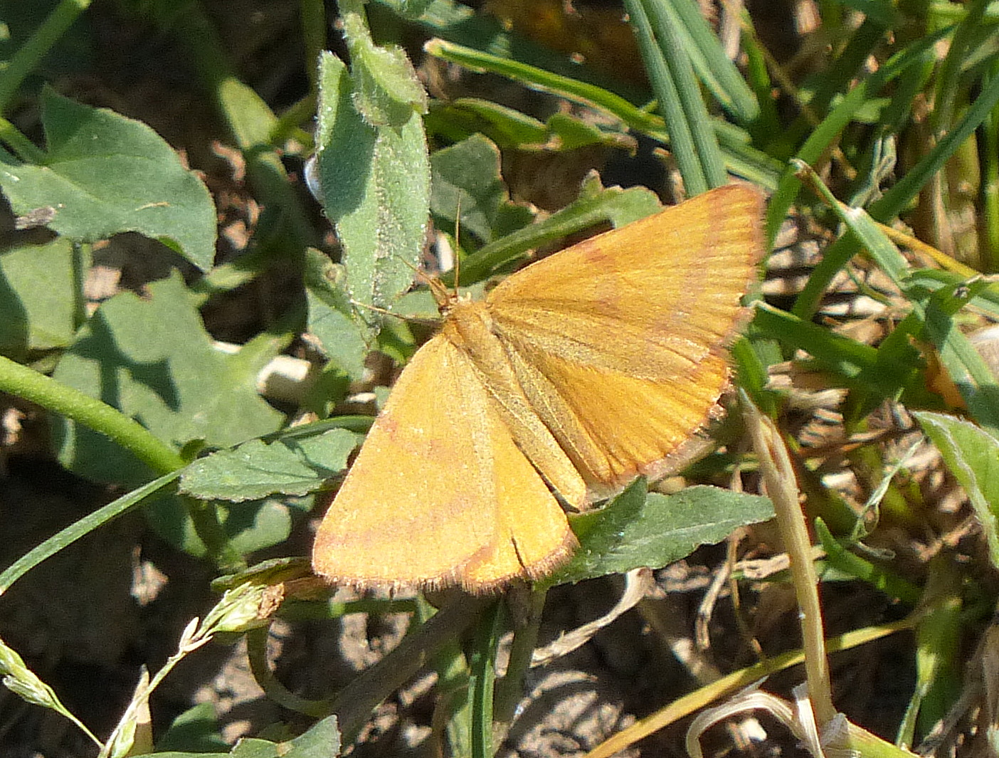 Details : Rest Harrow - BirdGuides