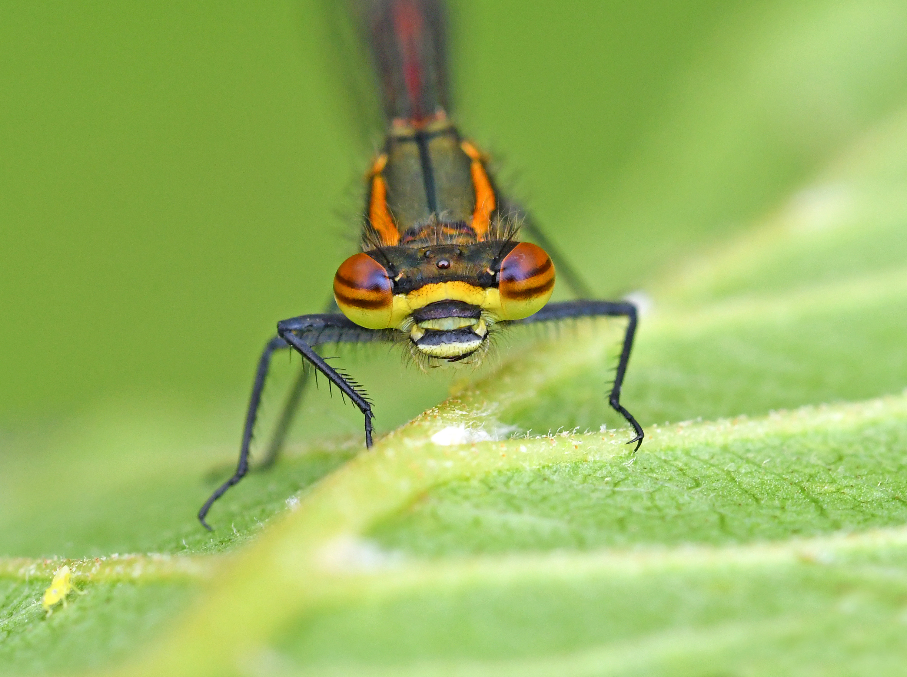 Details : Large Red Damselfly - BirdGuides