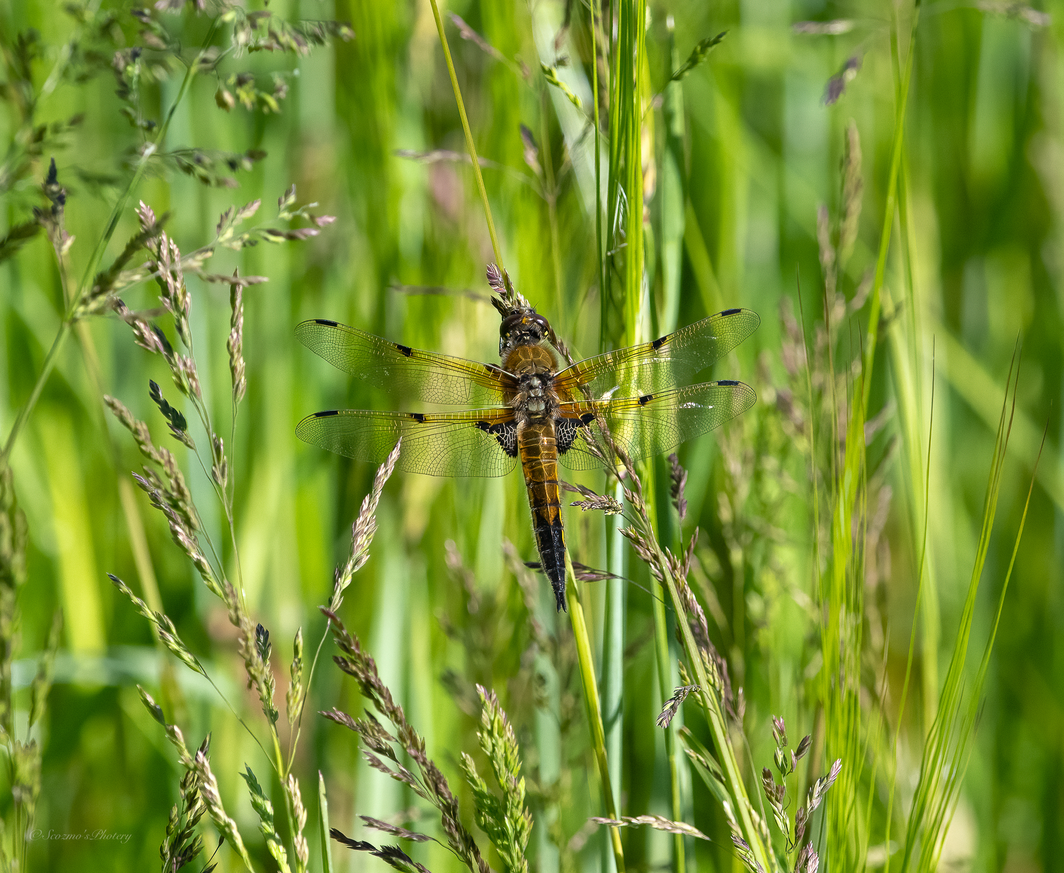 Four-spotted Chaser by Brian Scott - BirdGuides