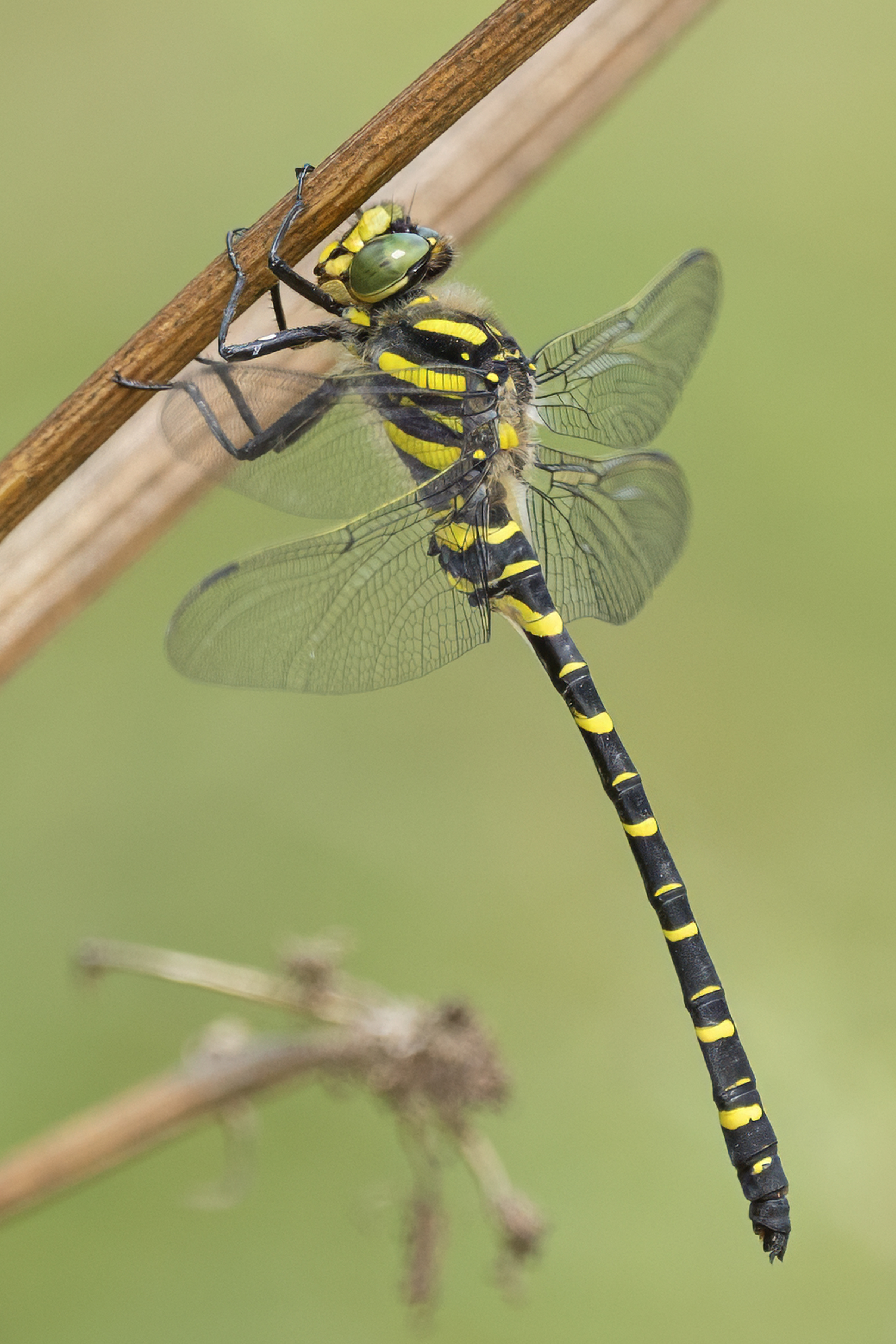 Golden-ringed Dragonfly by James Sellen - BirdGuides