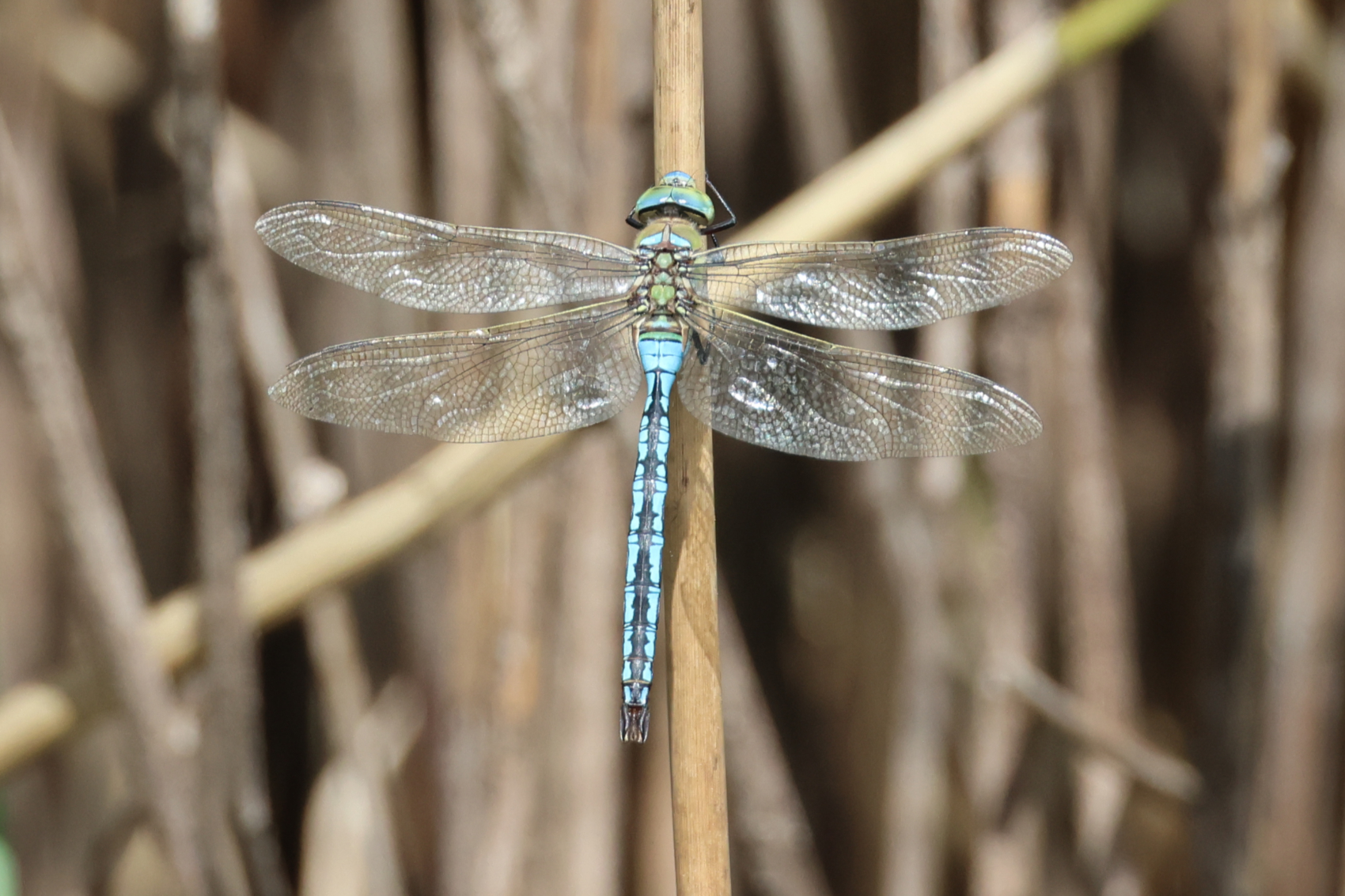 Emperor Dragonfly by Chris Teague - BirdGuides