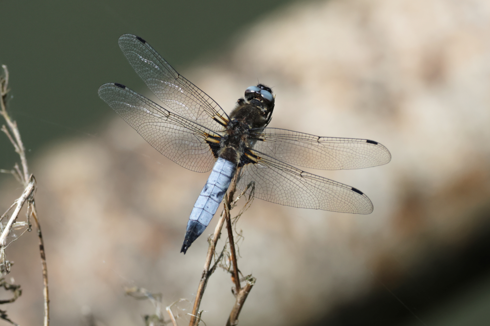 Scarce Chaser by Chris Teague - BirdGuides