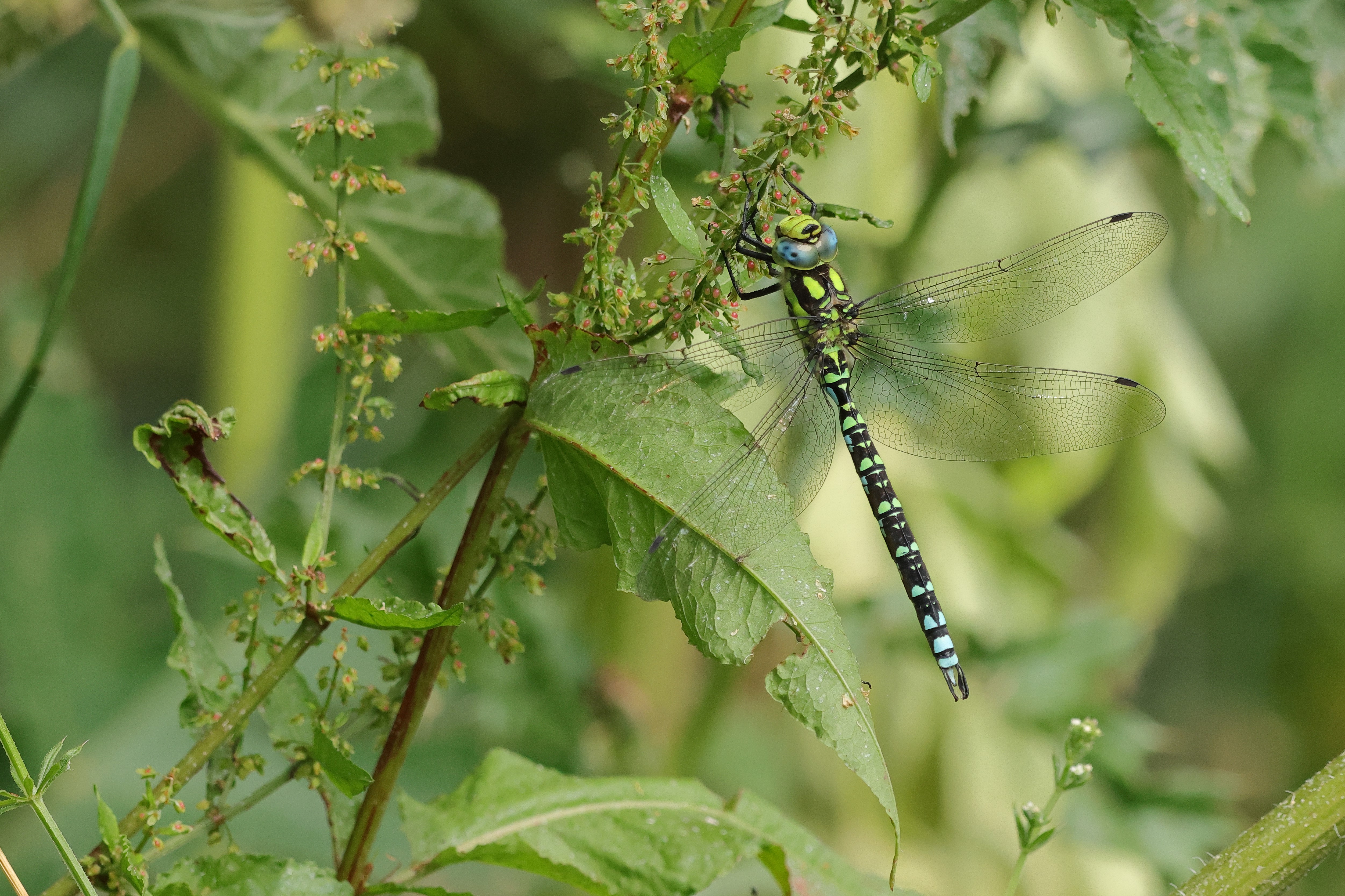 Southern Hawker by Adrian Hardy - BirdGuides