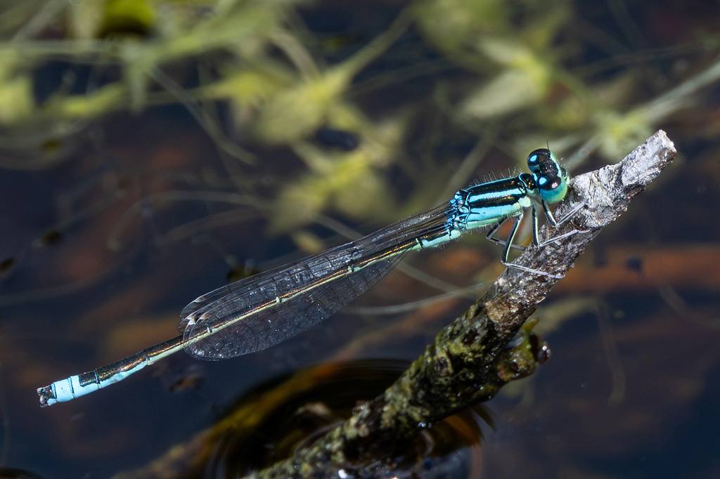 Scarce Blue-tailed Damselfly by Ian Curran - BirdGuides