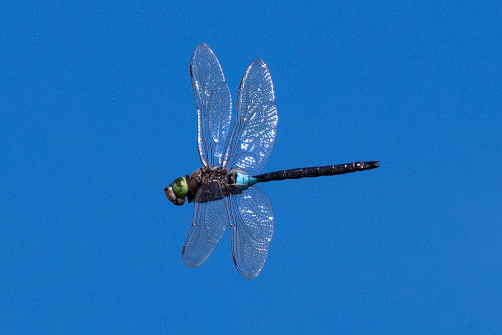 Lesser Emperor by Ian Curran - BirdGuides