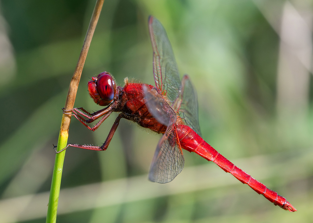 Scarlet Darter by Ian Curran - BirdGuides