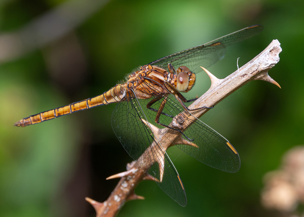 Common Darter by Ian Curran - BirdGuides