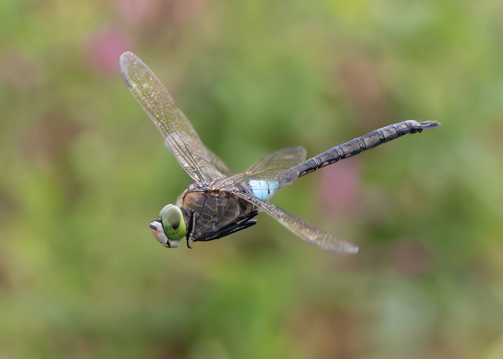 Lesser Emperor by Ian Curran - BirdGuides