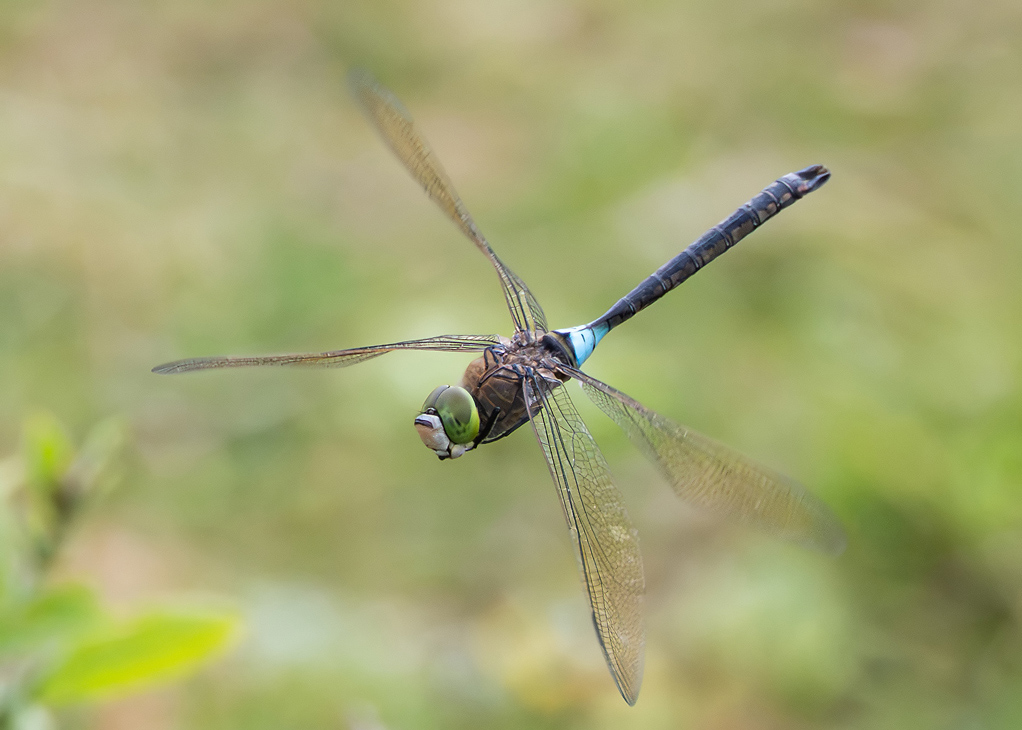 Lesser Emperor by Ian Curran - BirdGuides