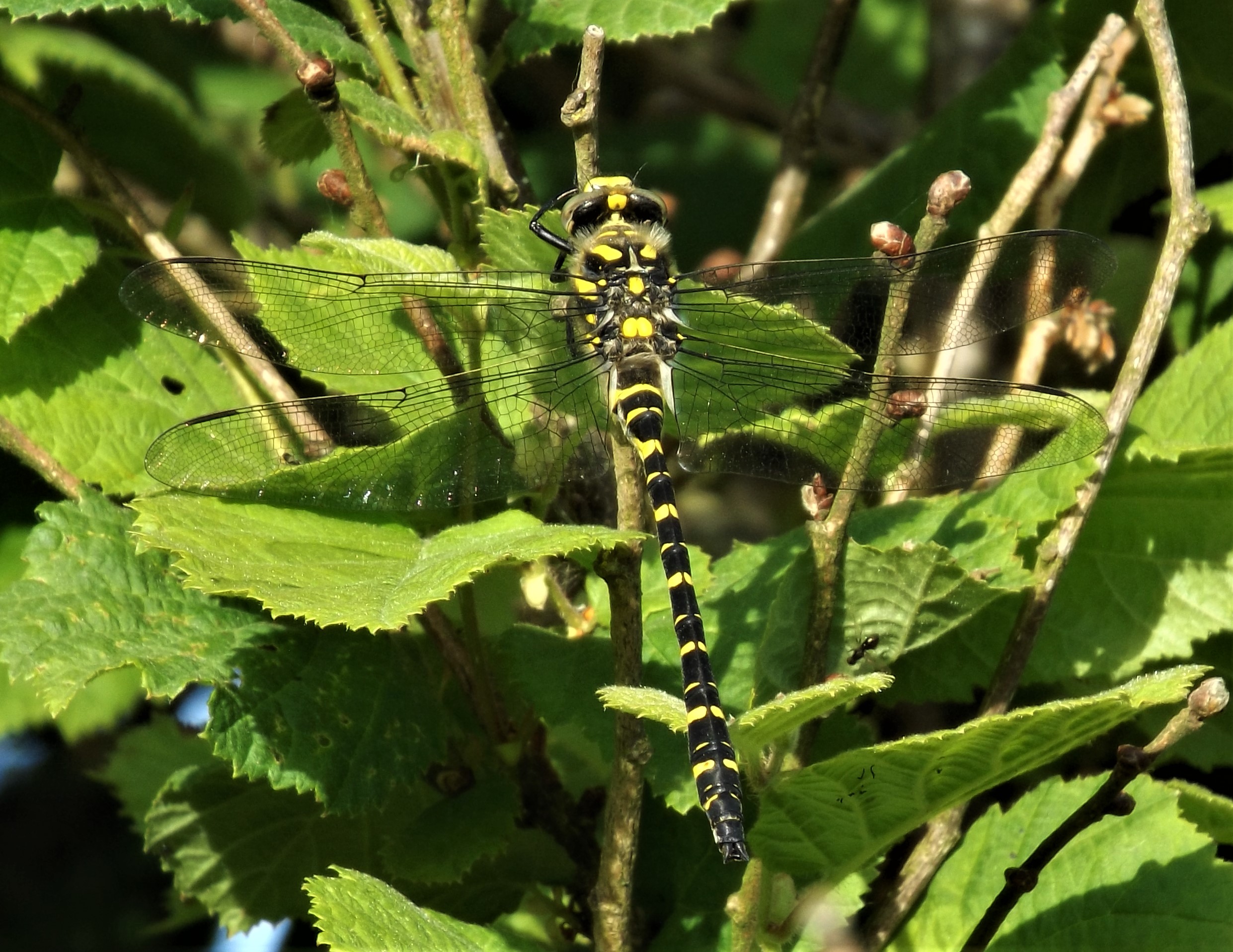 Golden-ringed Dragonfly by John Law - BirdGuides