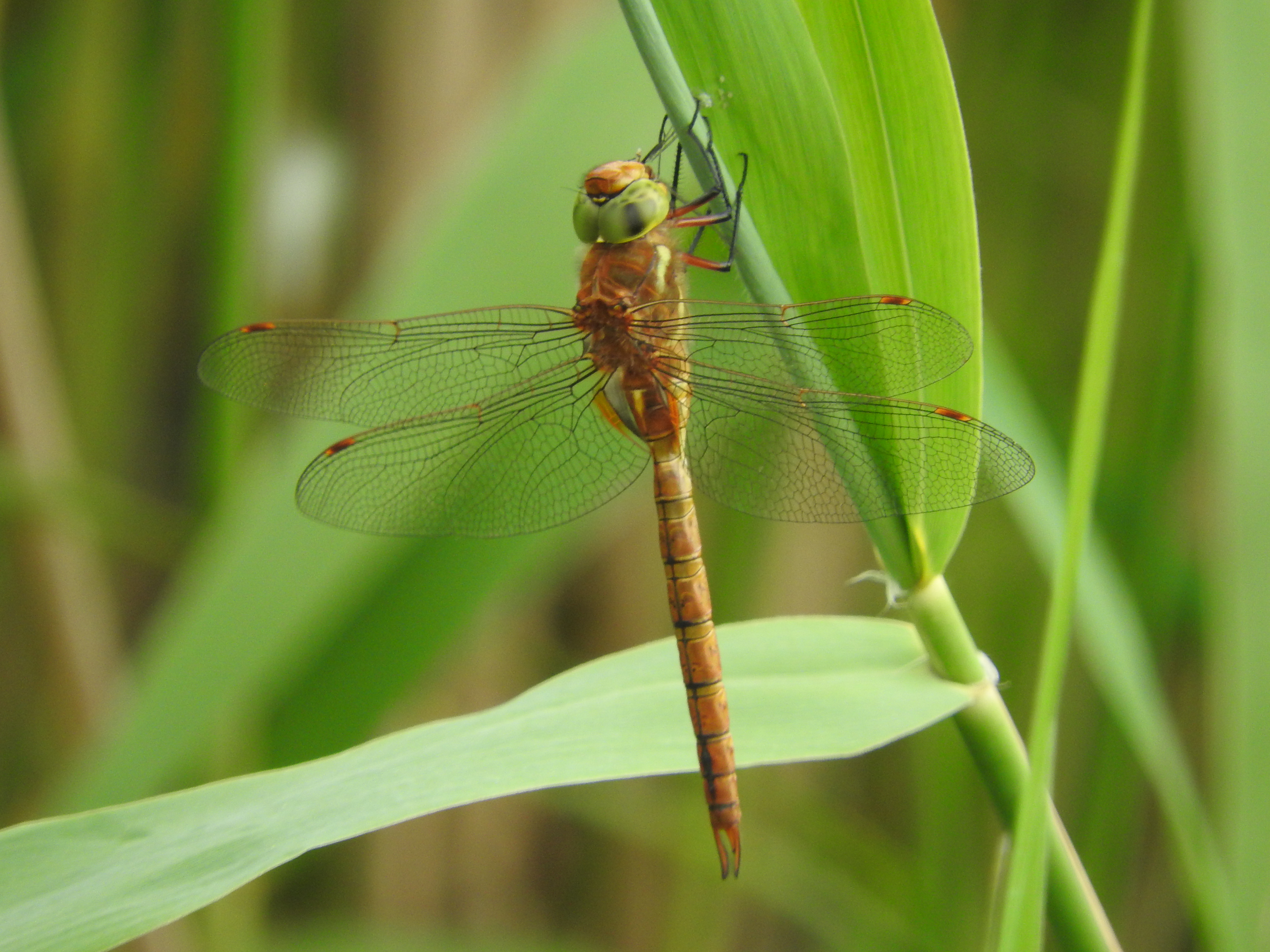 Details : Norfolk Hawker - BirdGuides