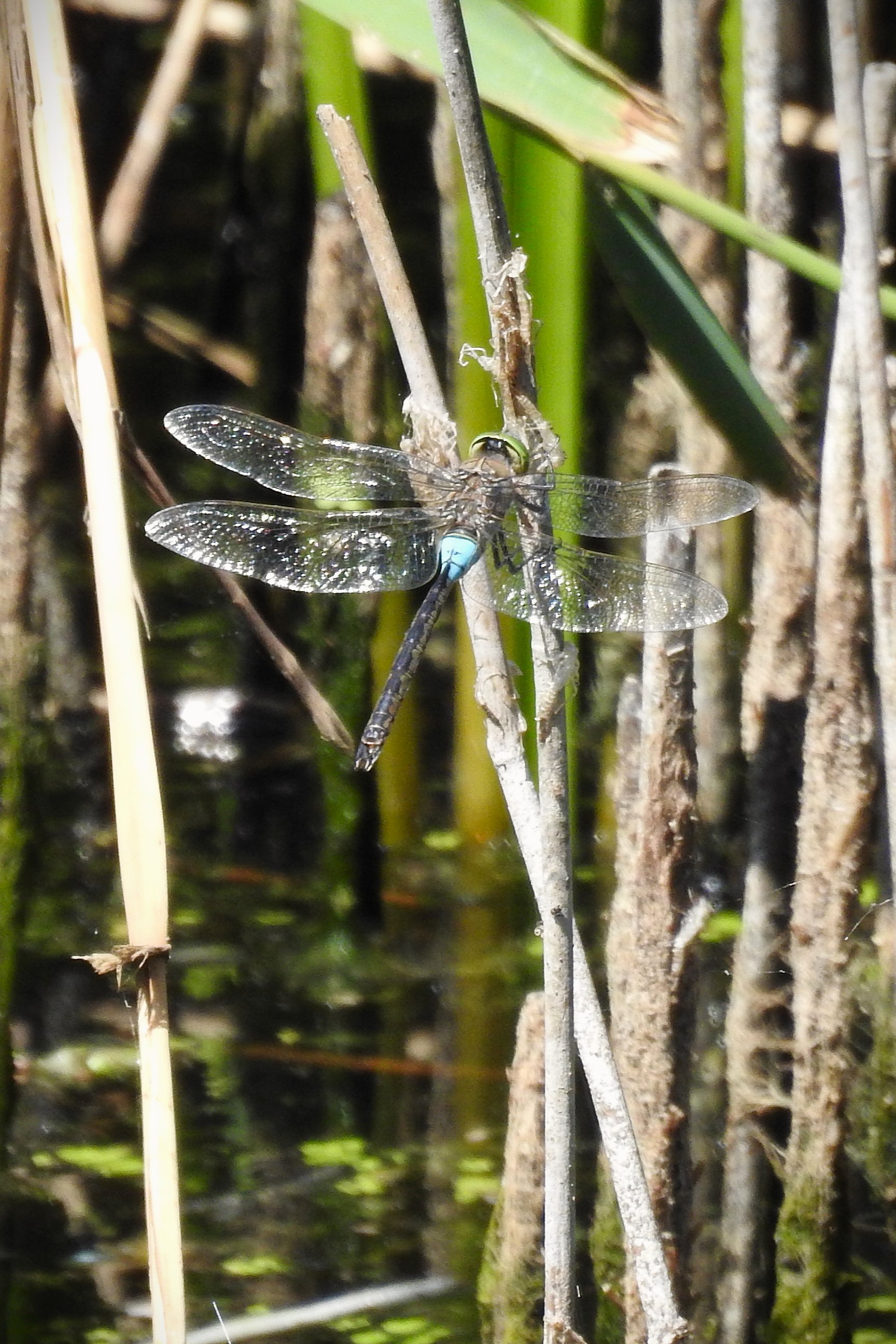 Lesser Emperor by Dave Holloway - BirdGuides