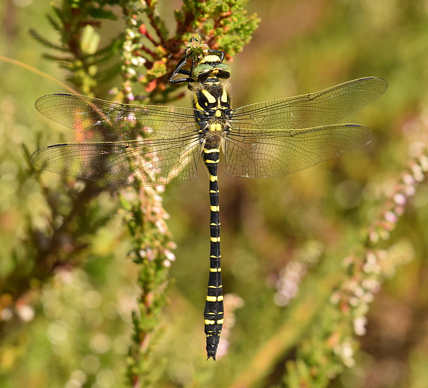 Golden-ringed Dragonfly by John Rowe - BirdGuides
