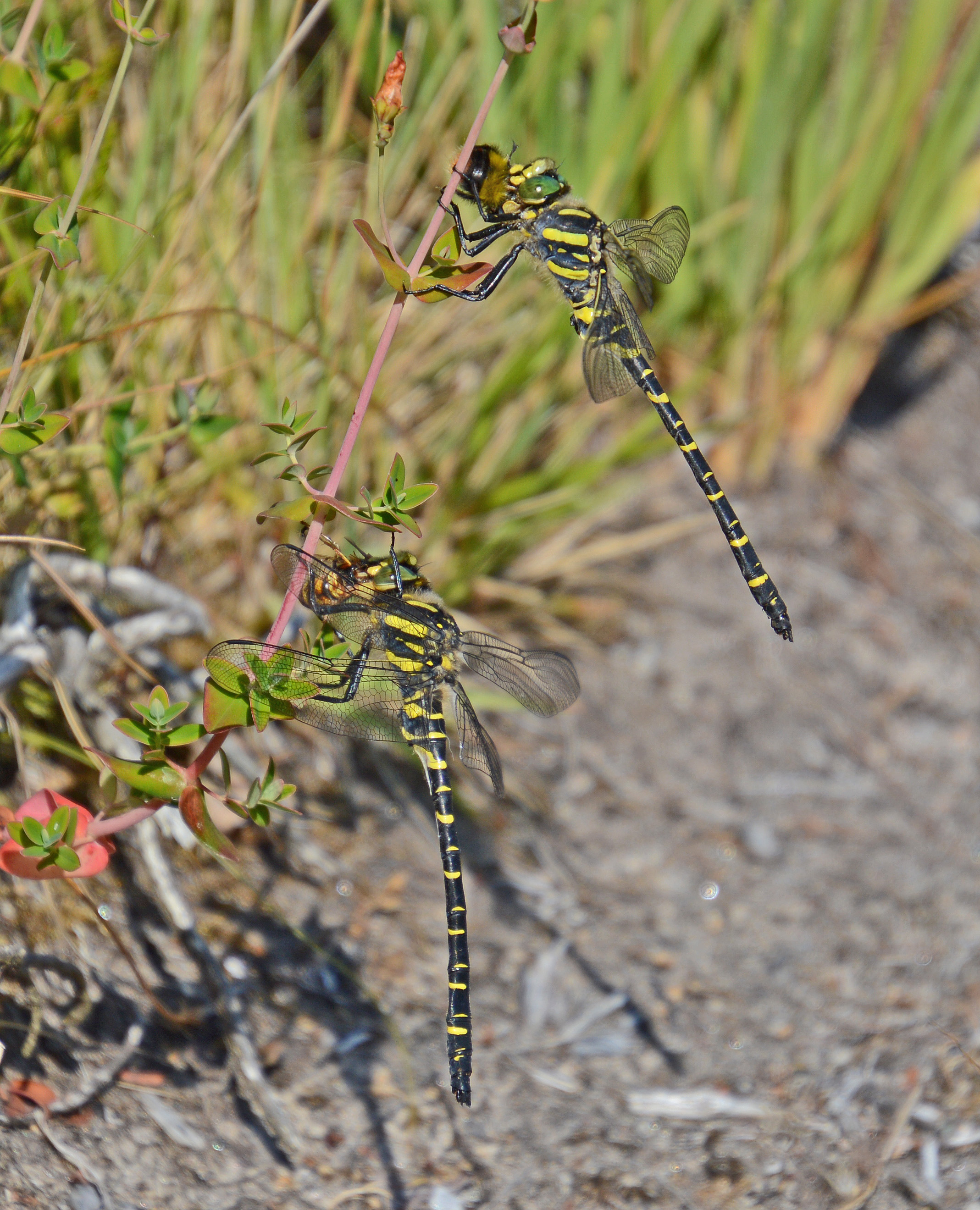 Golden-ringed Dragonfly by Tom Moodie - BirdGuides