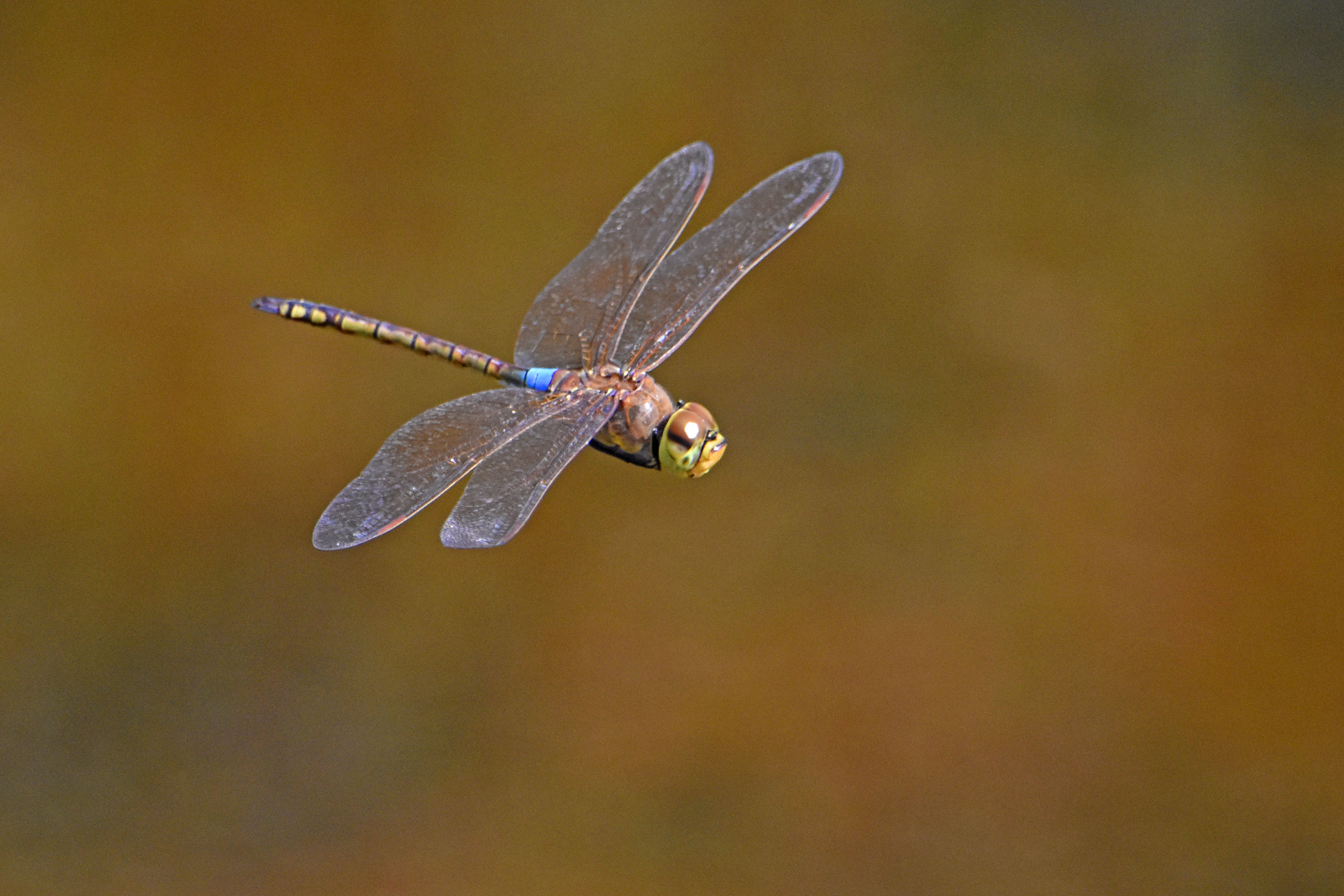 Details : Lesser Emperor - BirdGuides