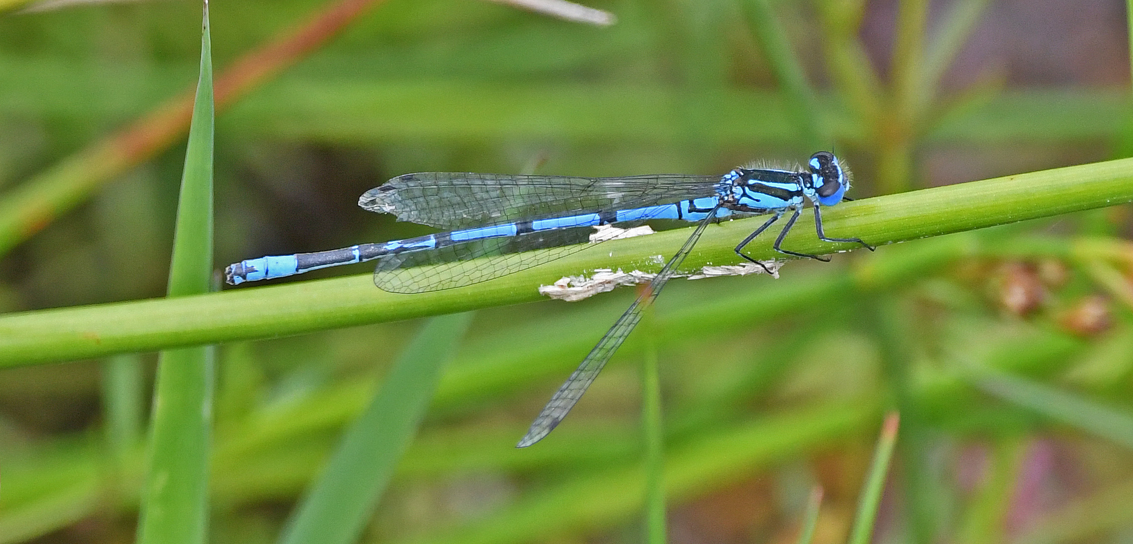 Azure Damselfly by Tom Moodie - BirdGuides