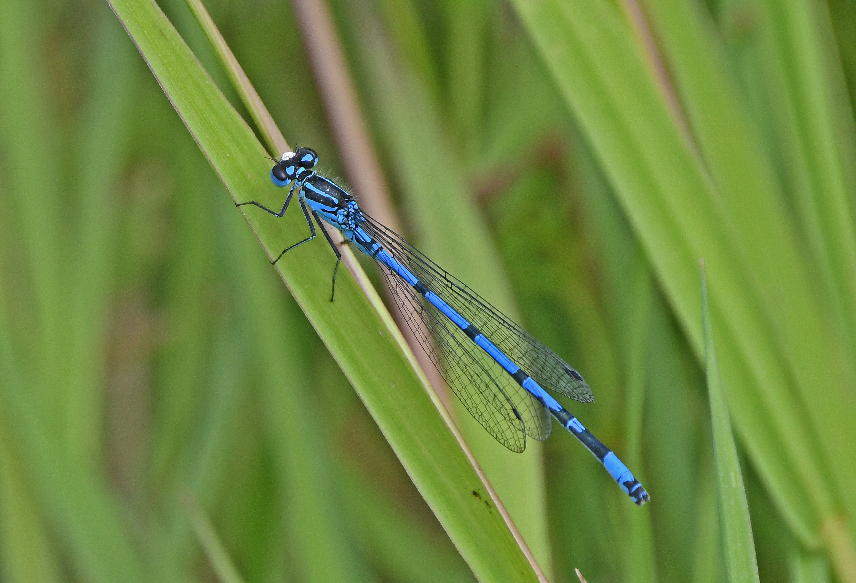 Azure Damselfly by Tom Moodie - BirdGuides