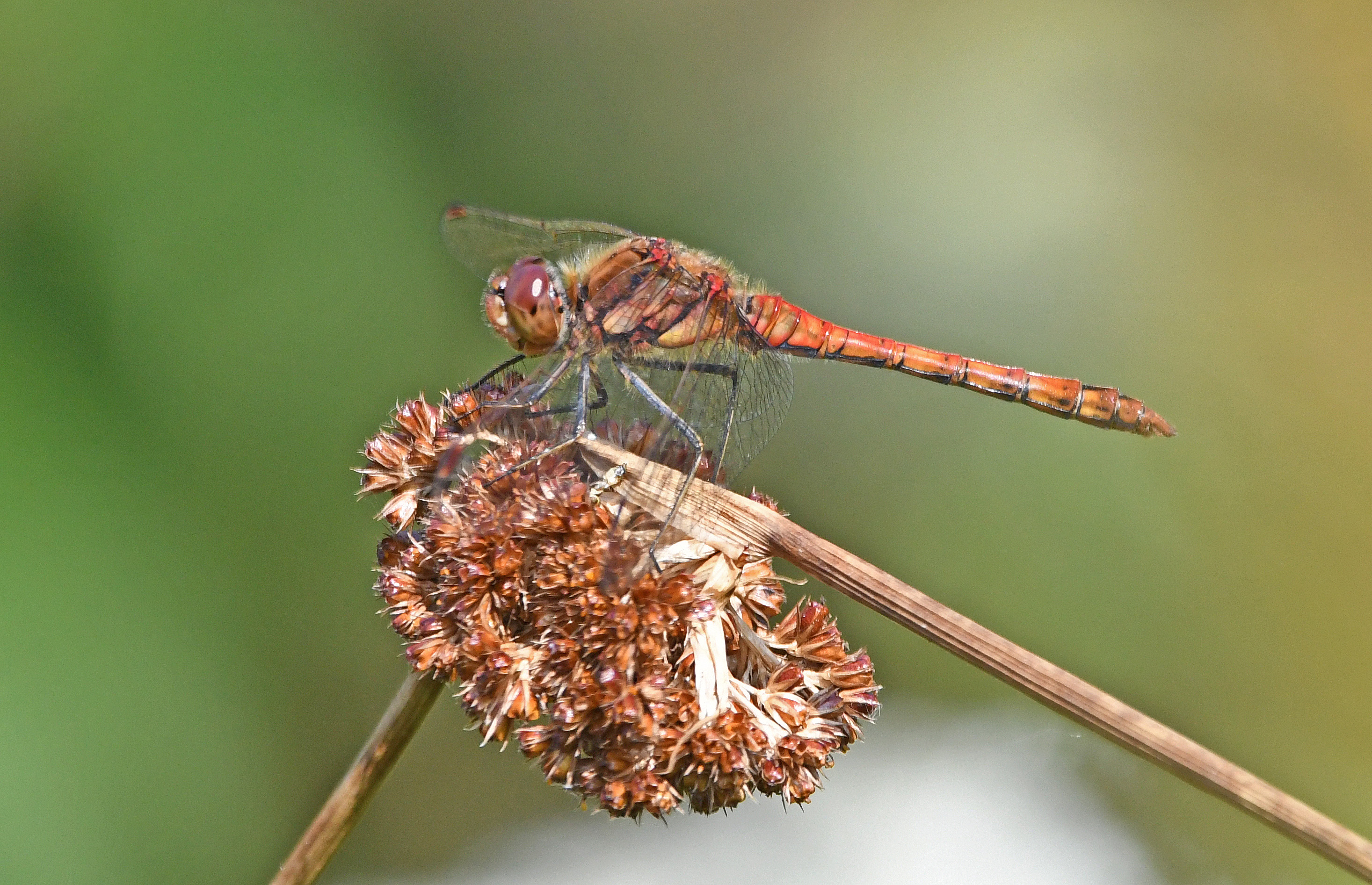 Common Darter by Tom Moodie - BirdGuides