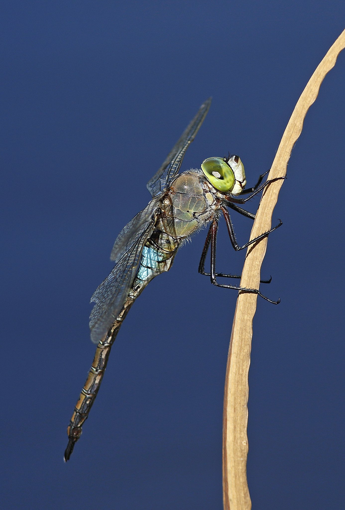 Details : Lesser Emperor - BirdGuides