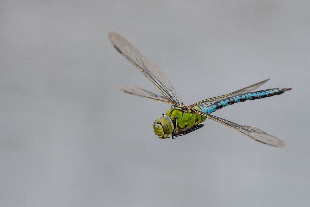 Emperor Dragonfly by Tim Melling - BirdGuides