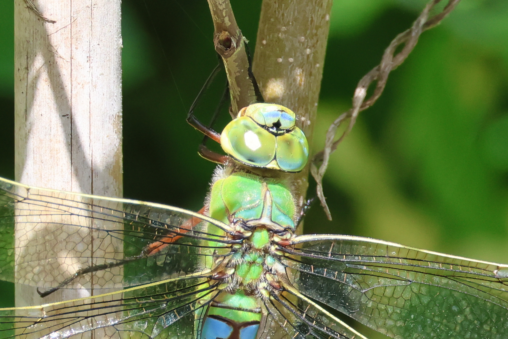 Emperor Dragonfly by Chris Teague - BirdGuides