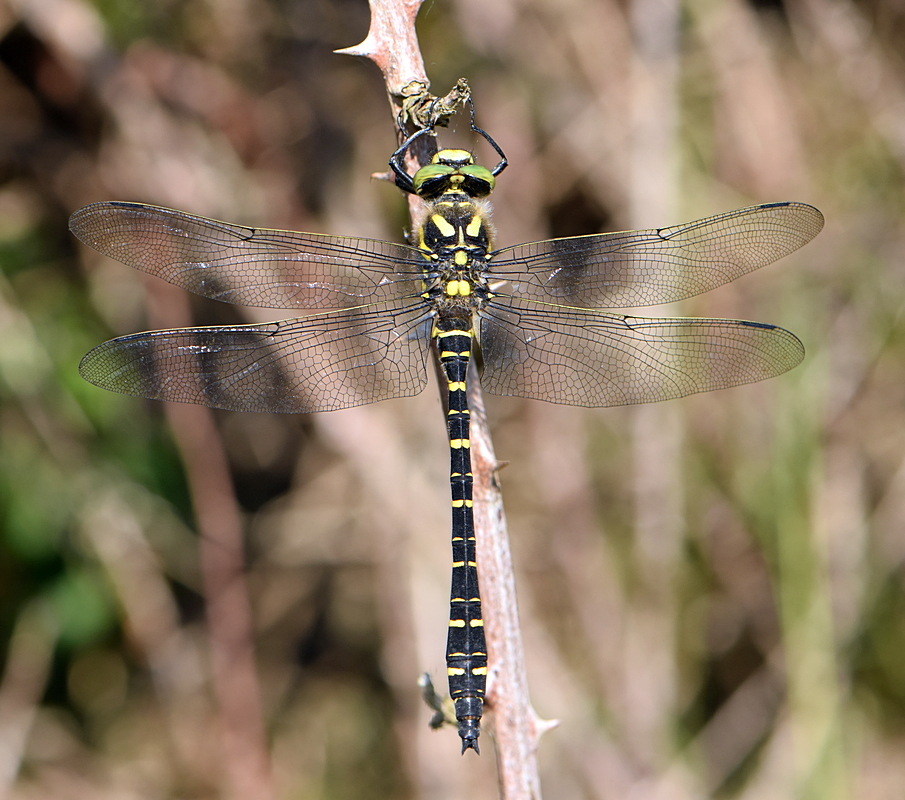 Golden-ringed Dragonfly by John Rowe - BirdGuides