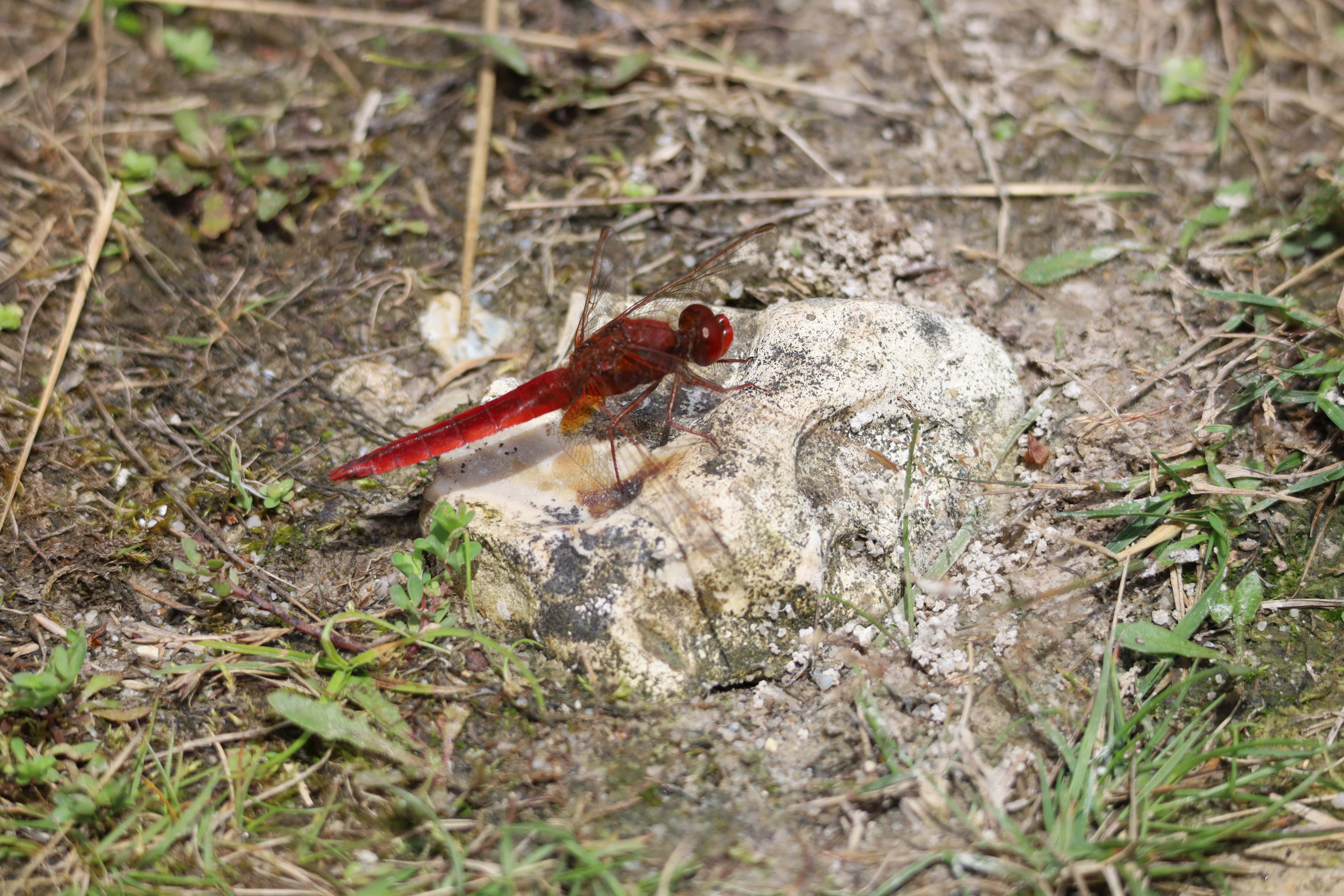 Scarlet Darter by Dan Law - BirdGuides