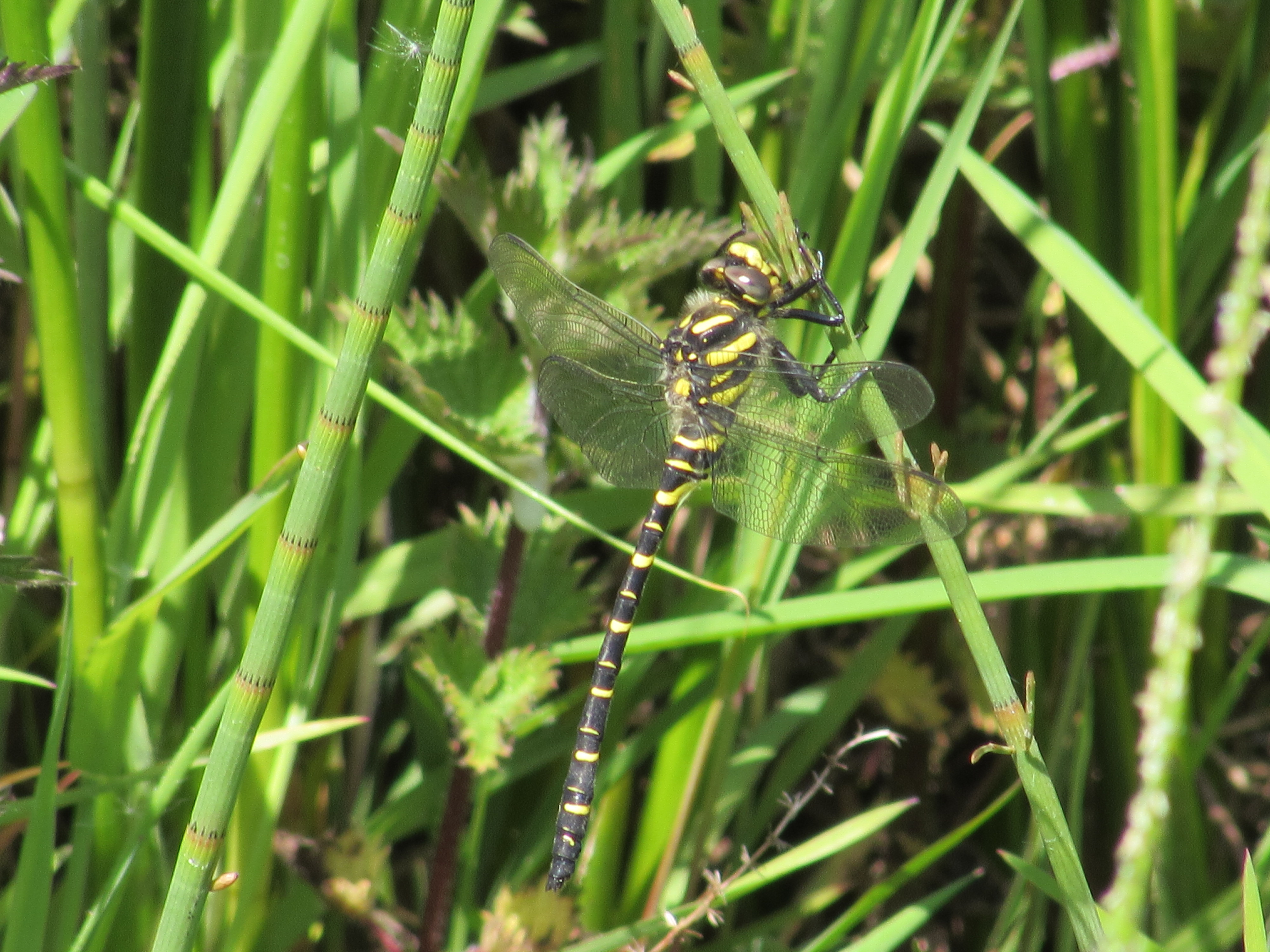 Golden-ringed Dragonfly by Eddie Urbanski - BirdGuides