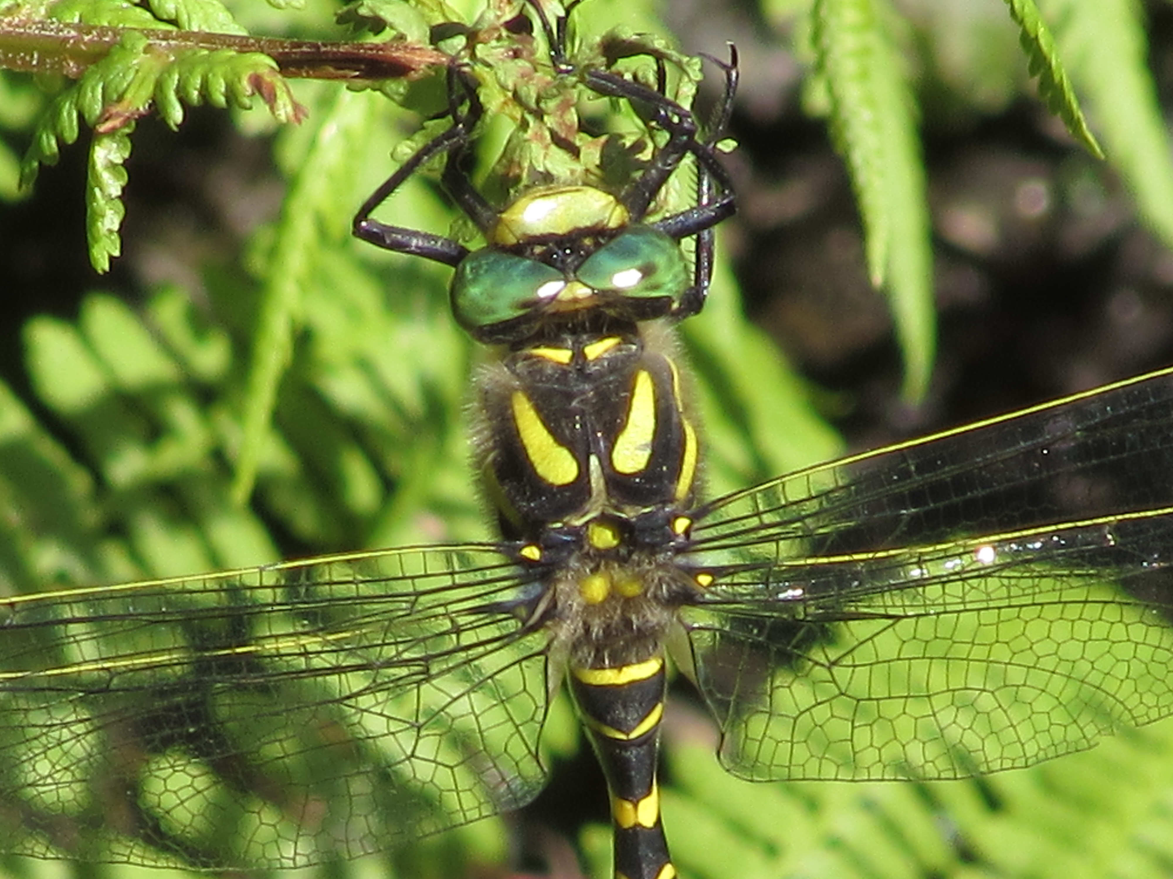 Golden-ringed Dragonfly by Eddie Urbanski - BirdGuides