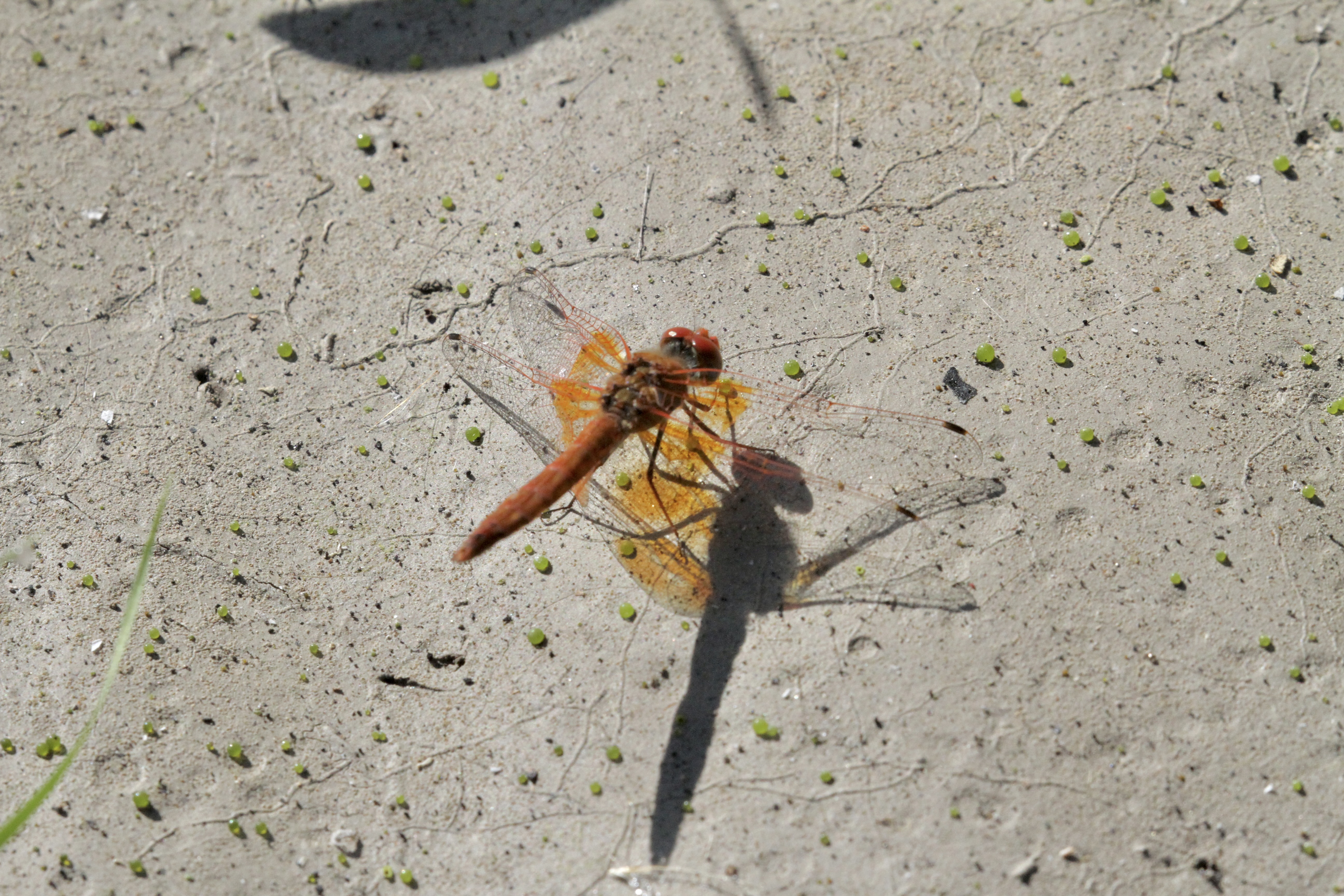 Orange-winged Dropwing by Richard Thomas - BirdGuides