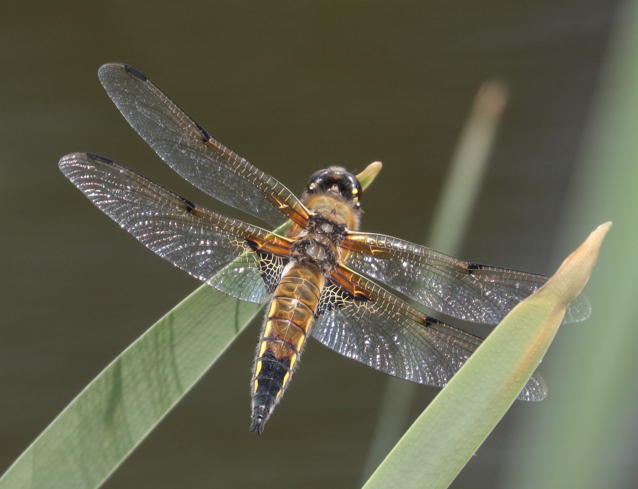 Broad-bodied Chaser by Myrfyn Davies - BirdGuides