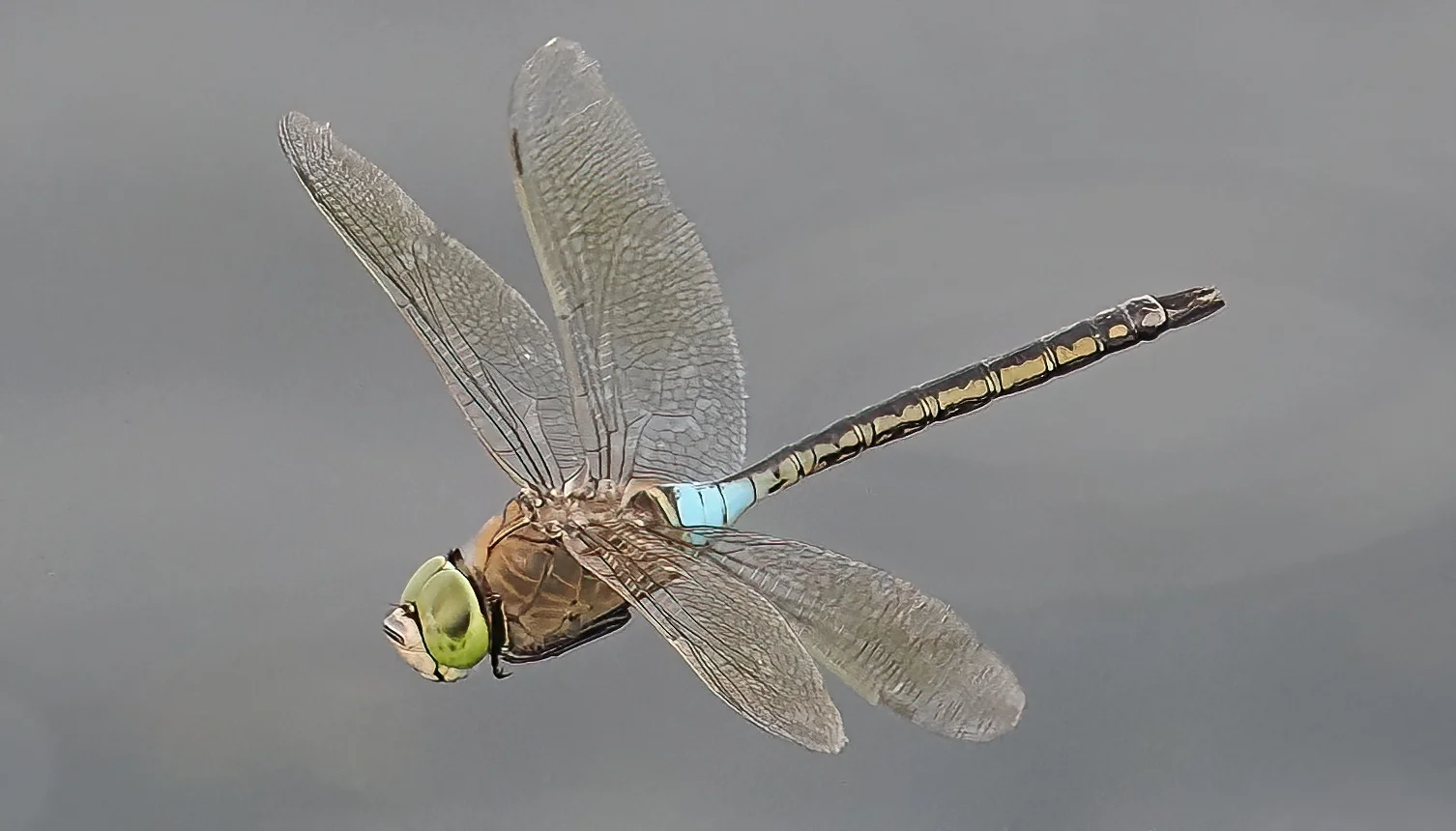 Details : Lesser Emperor - BirdGuides