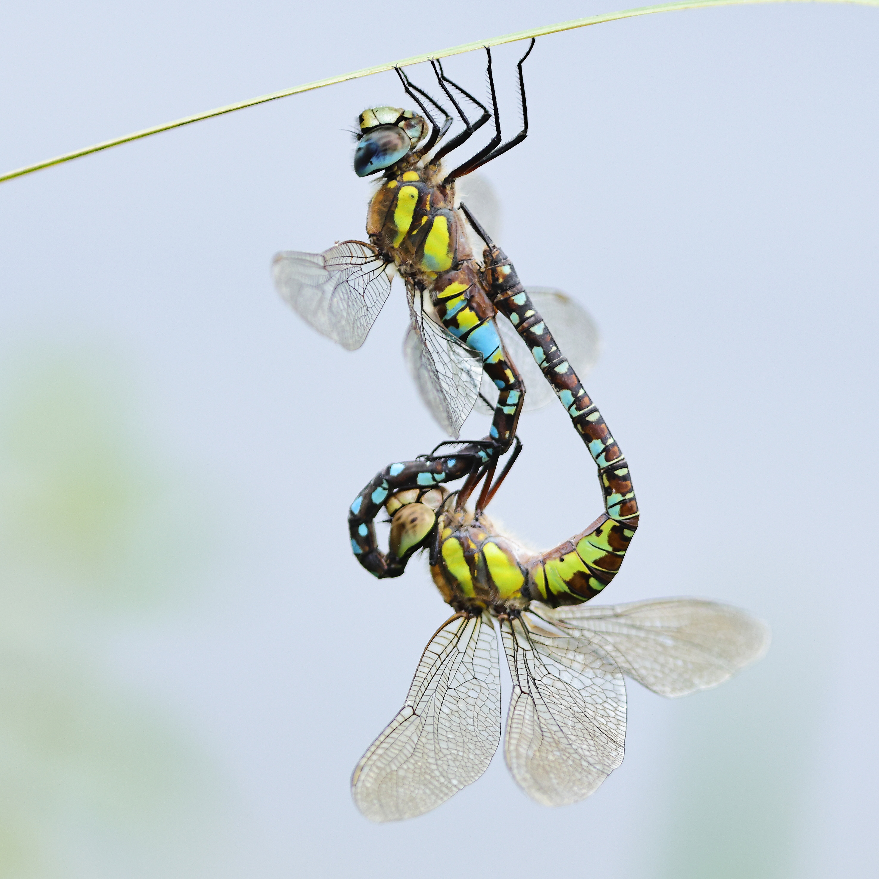 Migrant Hawker by Mike Trew - BirdGuides