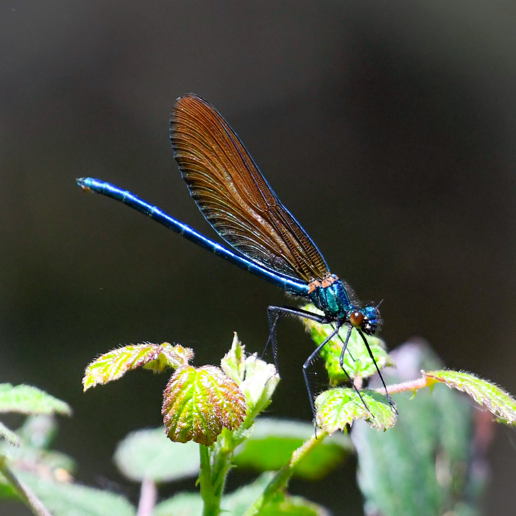 Beautiful Demoiselle by Emma Parkes - BirdGuides