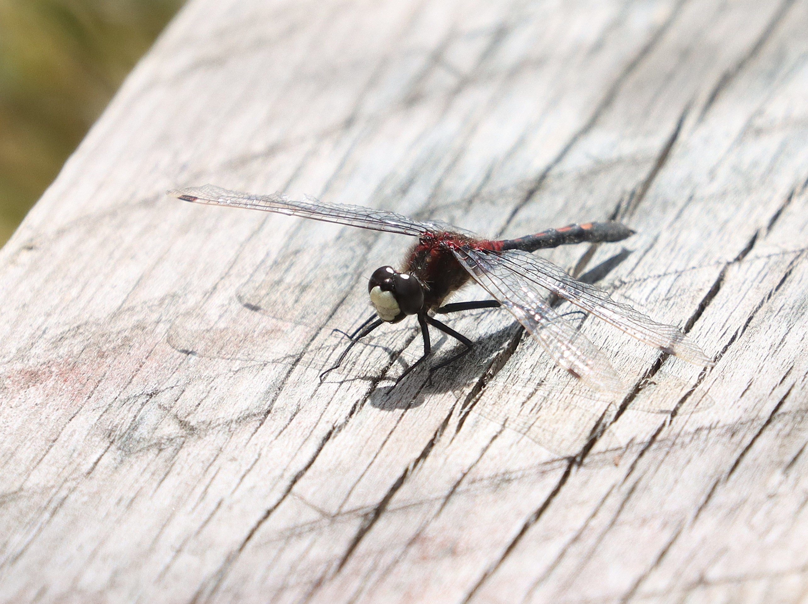 White-faced Darter by Paul Freestone - BirdGuides
