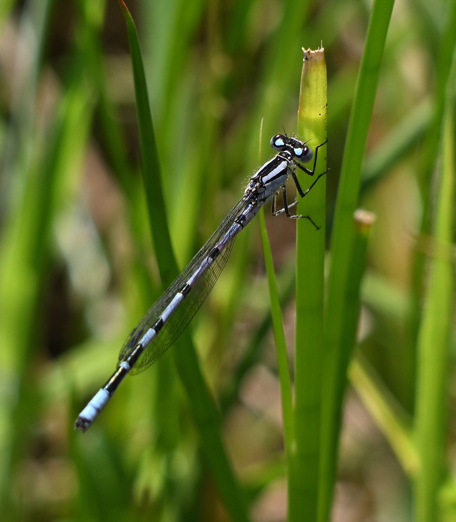 Common Blue Damselfly by Tom Moodie - BirdGuides
