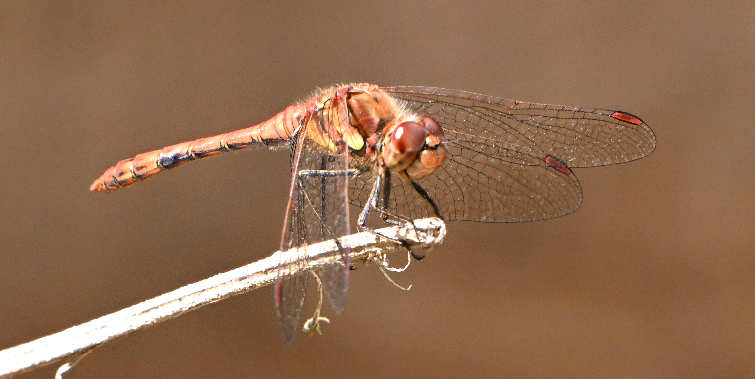 Common Darter by Tom Moodie - BirdGuides