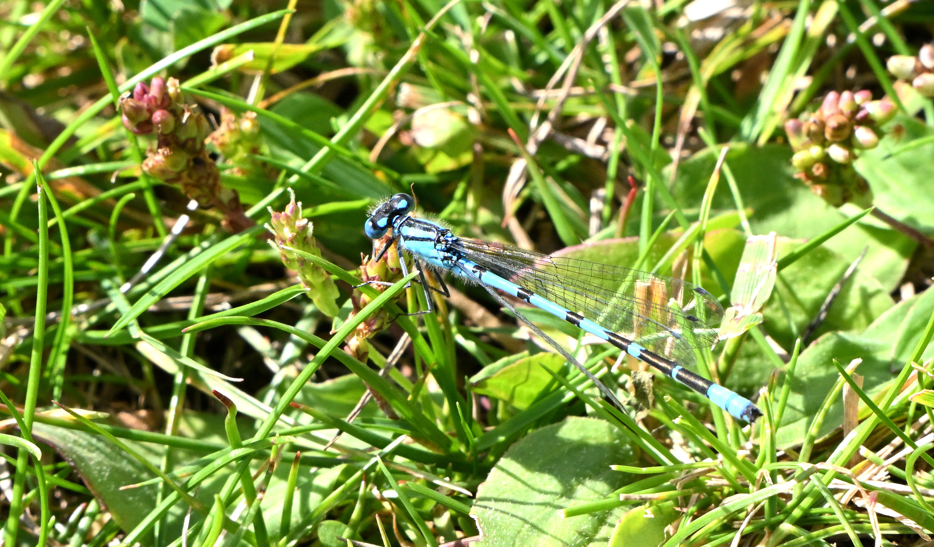 Common Blue Damselfly by Tom Moodie - BirdGuides