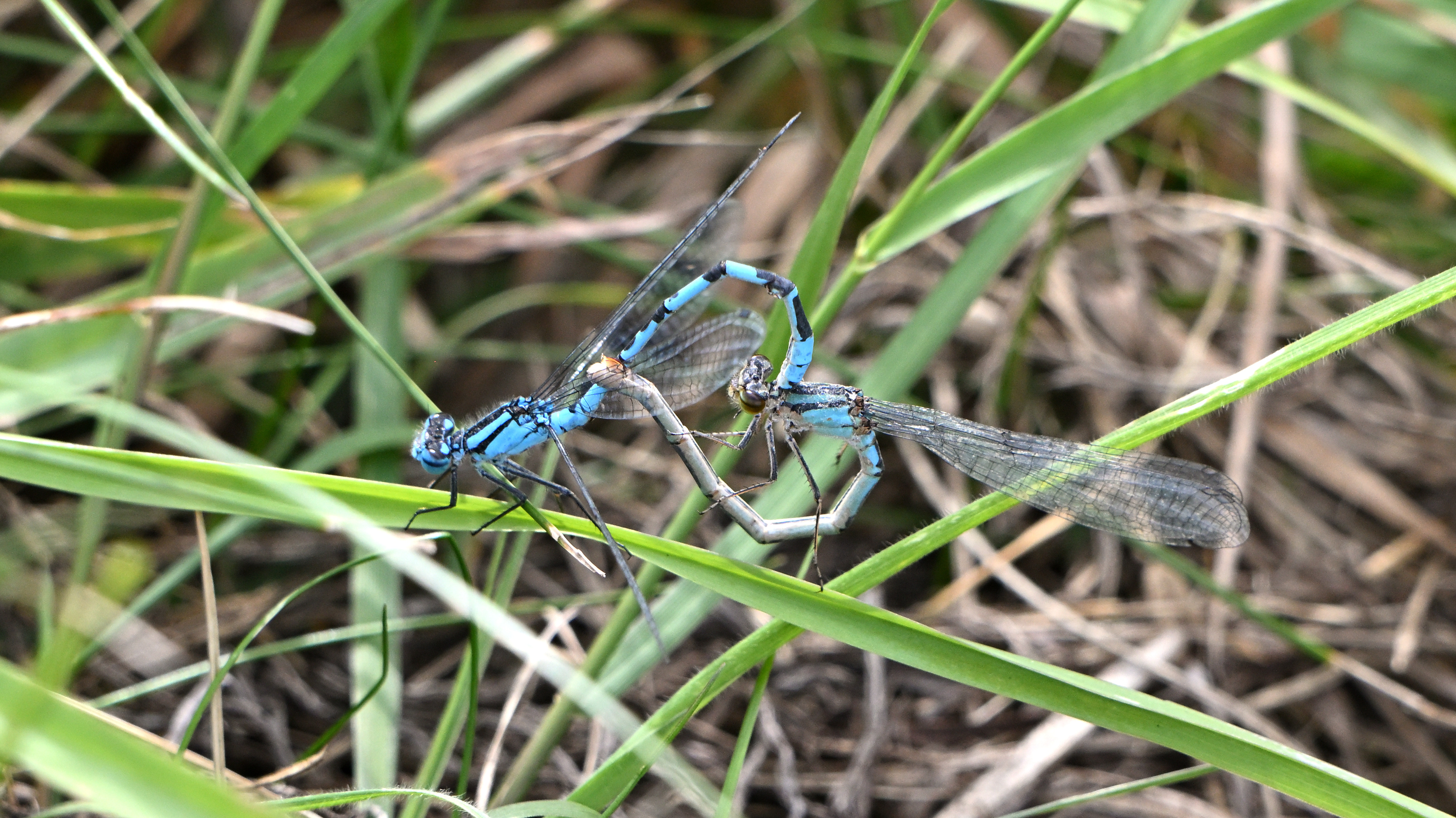 Common Blue Damselfly by Tom Moodie - BirdGuides