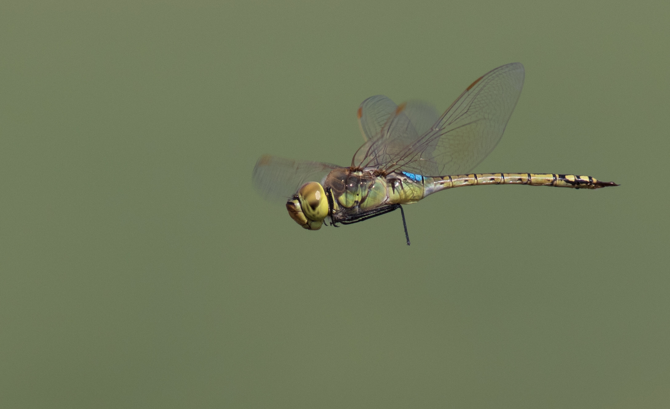 Details : Vagrant Emperor - BirdGuides