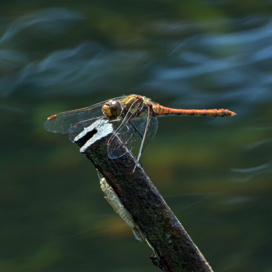 Common Darter by James Meikle - BirdGuides