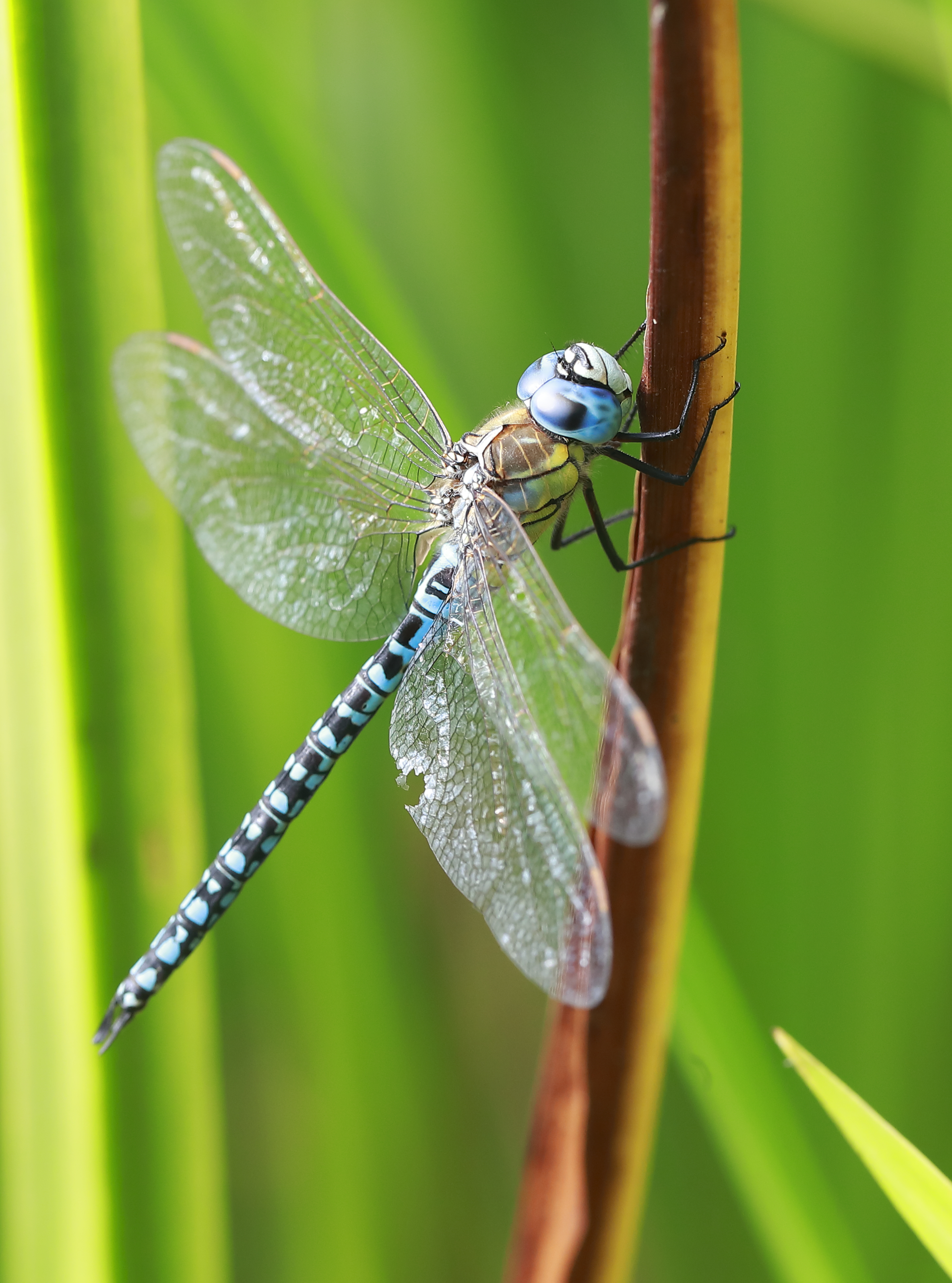 Details : Southern Migrant Hawker - BirdGuides