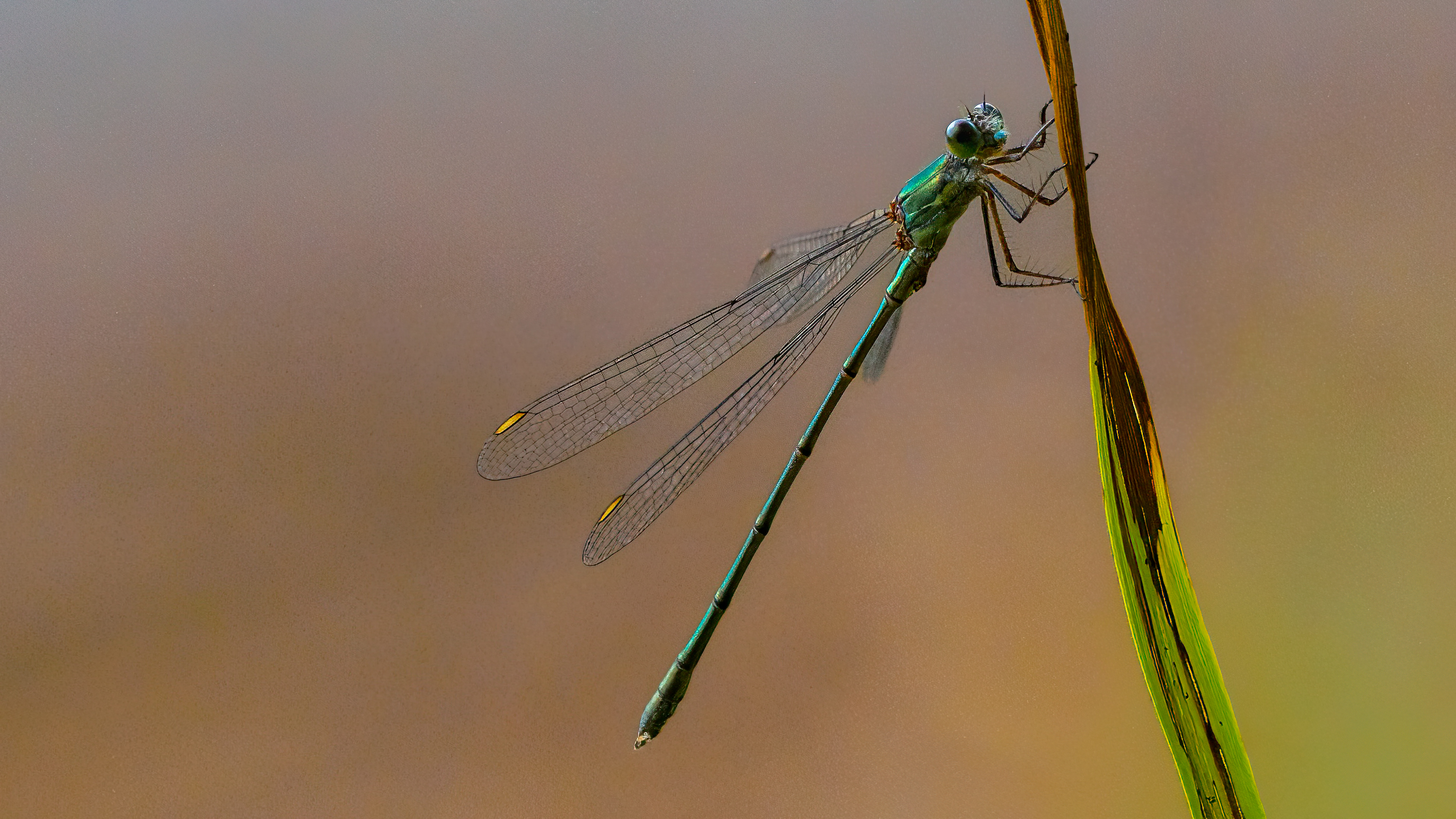 Willow Emerald Damselfly by teresa farr - BirdGuides