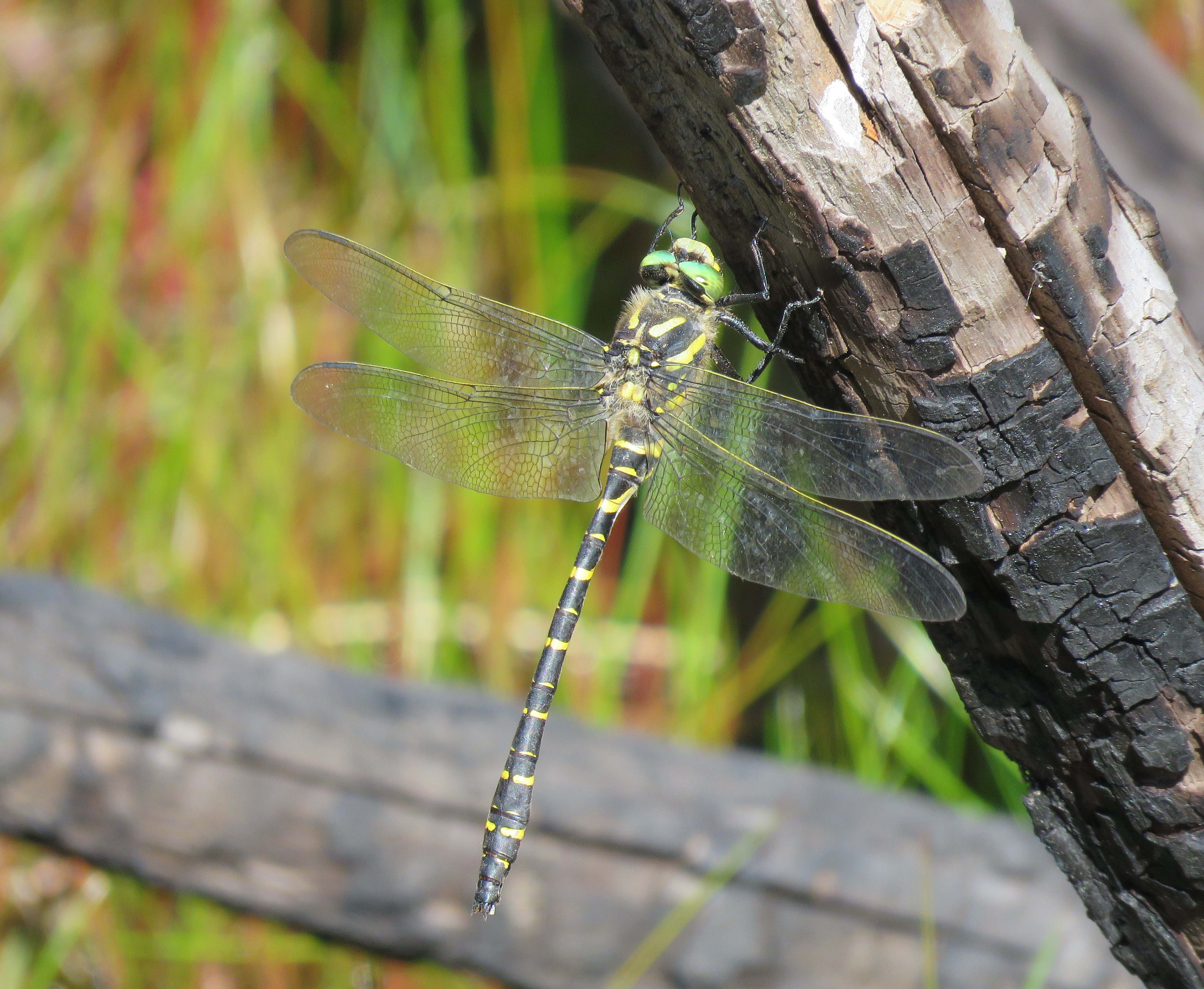 Golden-ringed Dragonfly by Karen Weston - BirdGuides