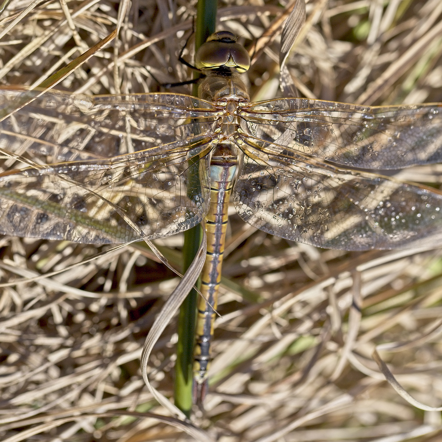 Details : Vagrant Emperor - BirdGuides