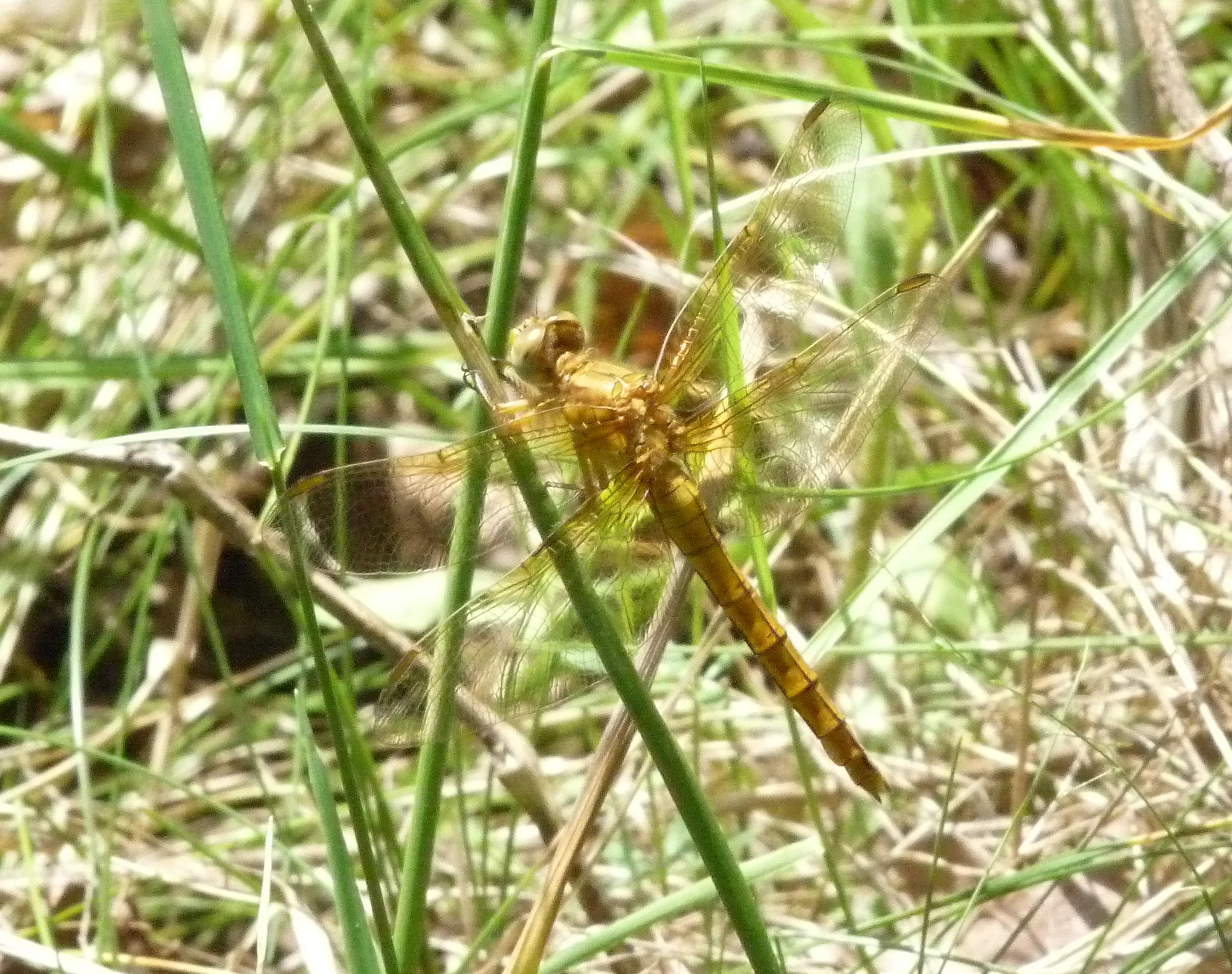 Details : Yellow-winged Darter - BirdGuides
